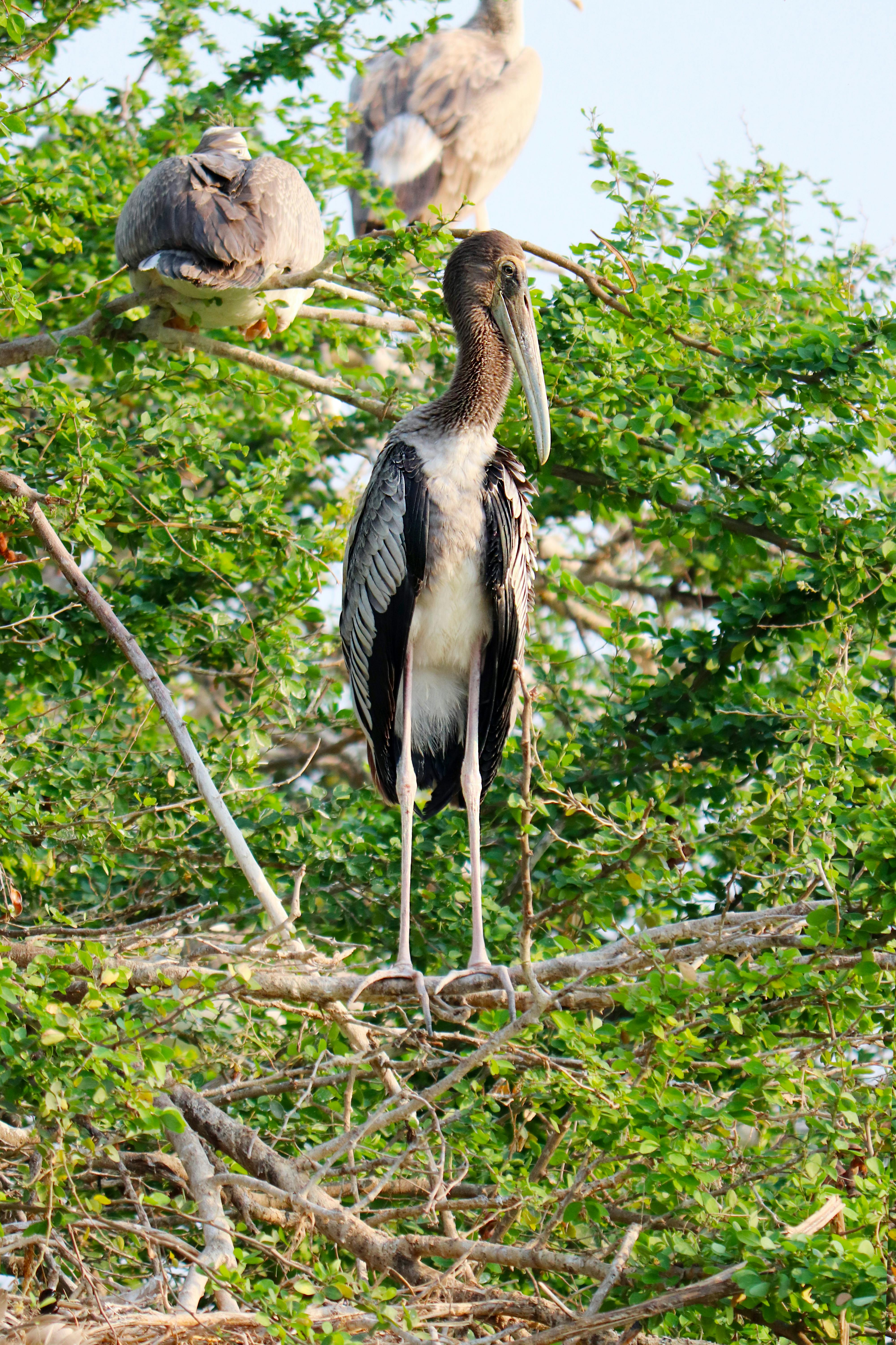 Stork on the Tree Branch · Free Stock Photo
