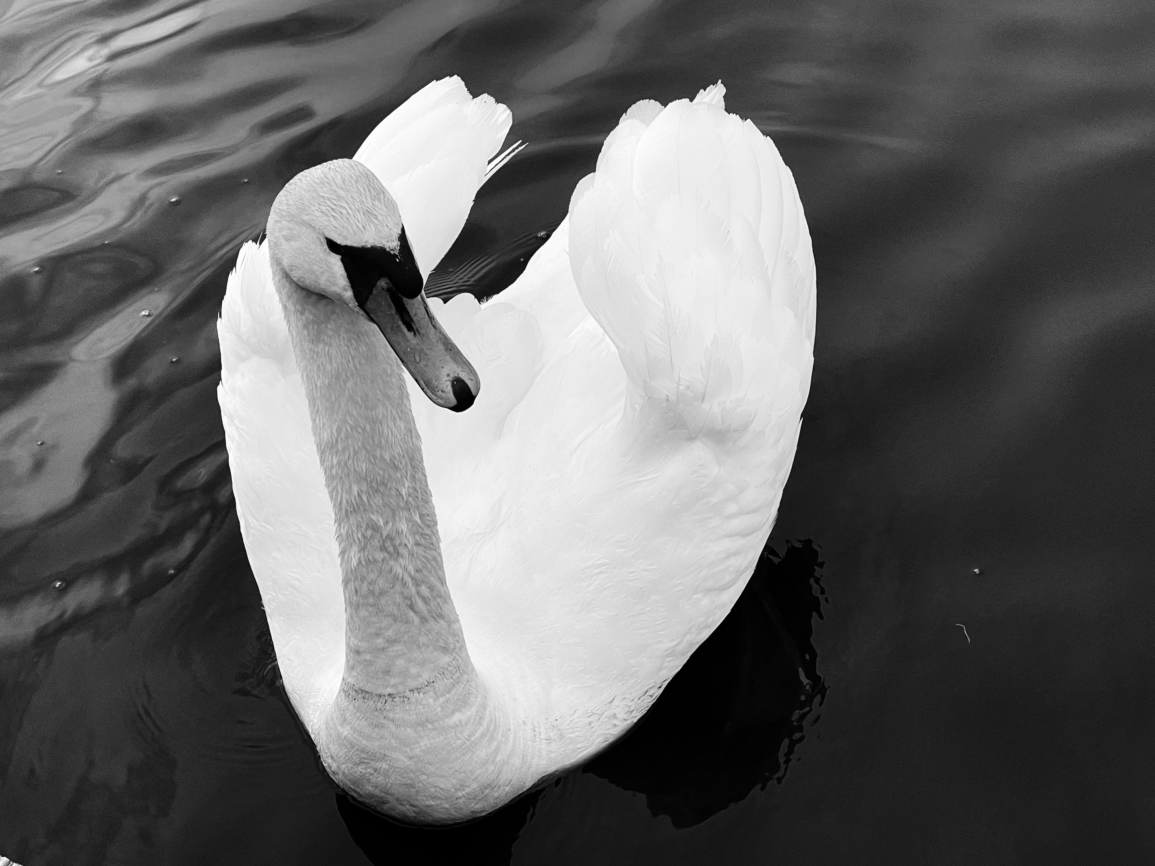 White Swan Lying on Green Grass Field · Free Stock Photo