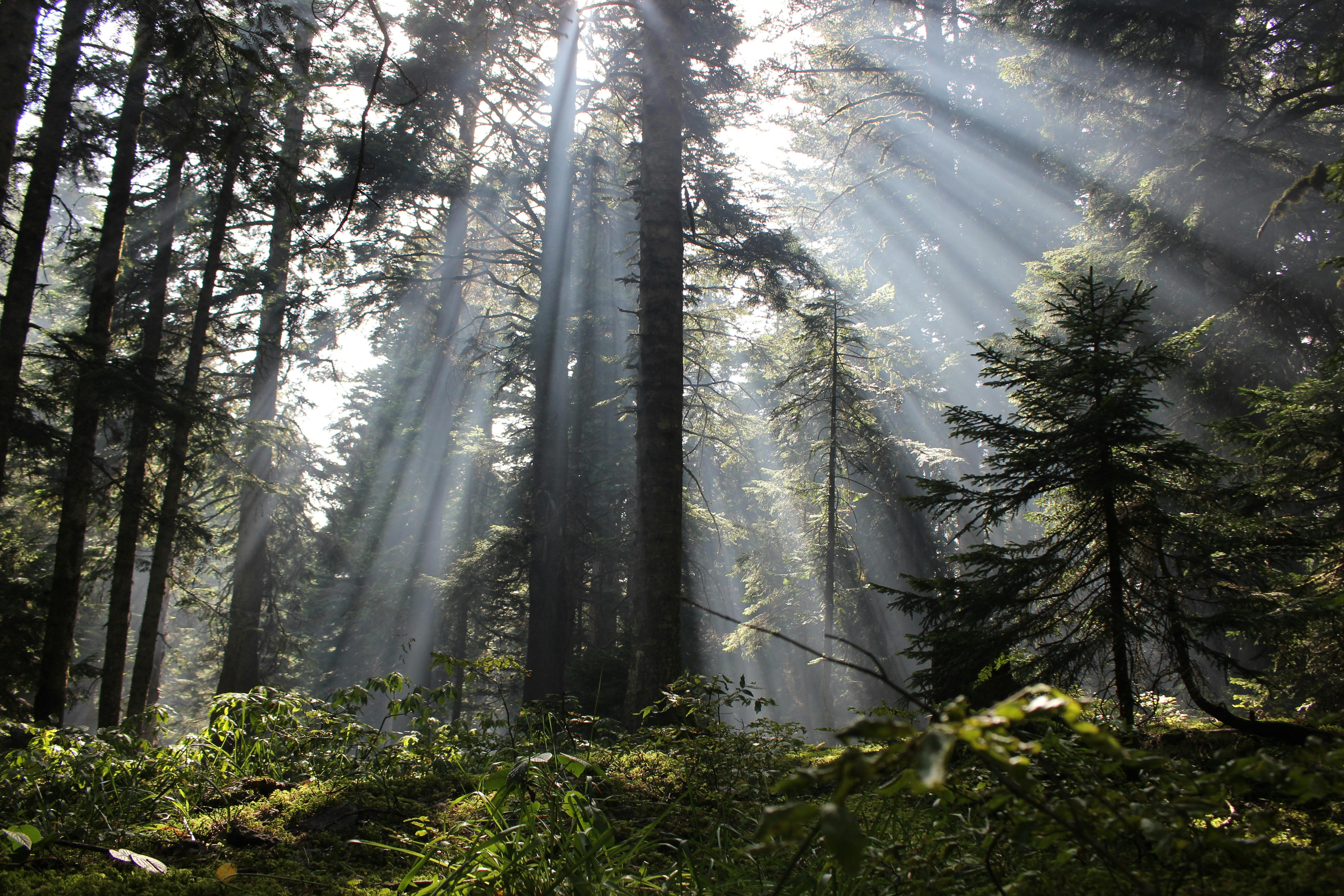 Person In The Middle Of A Forest · Free Stock Photo