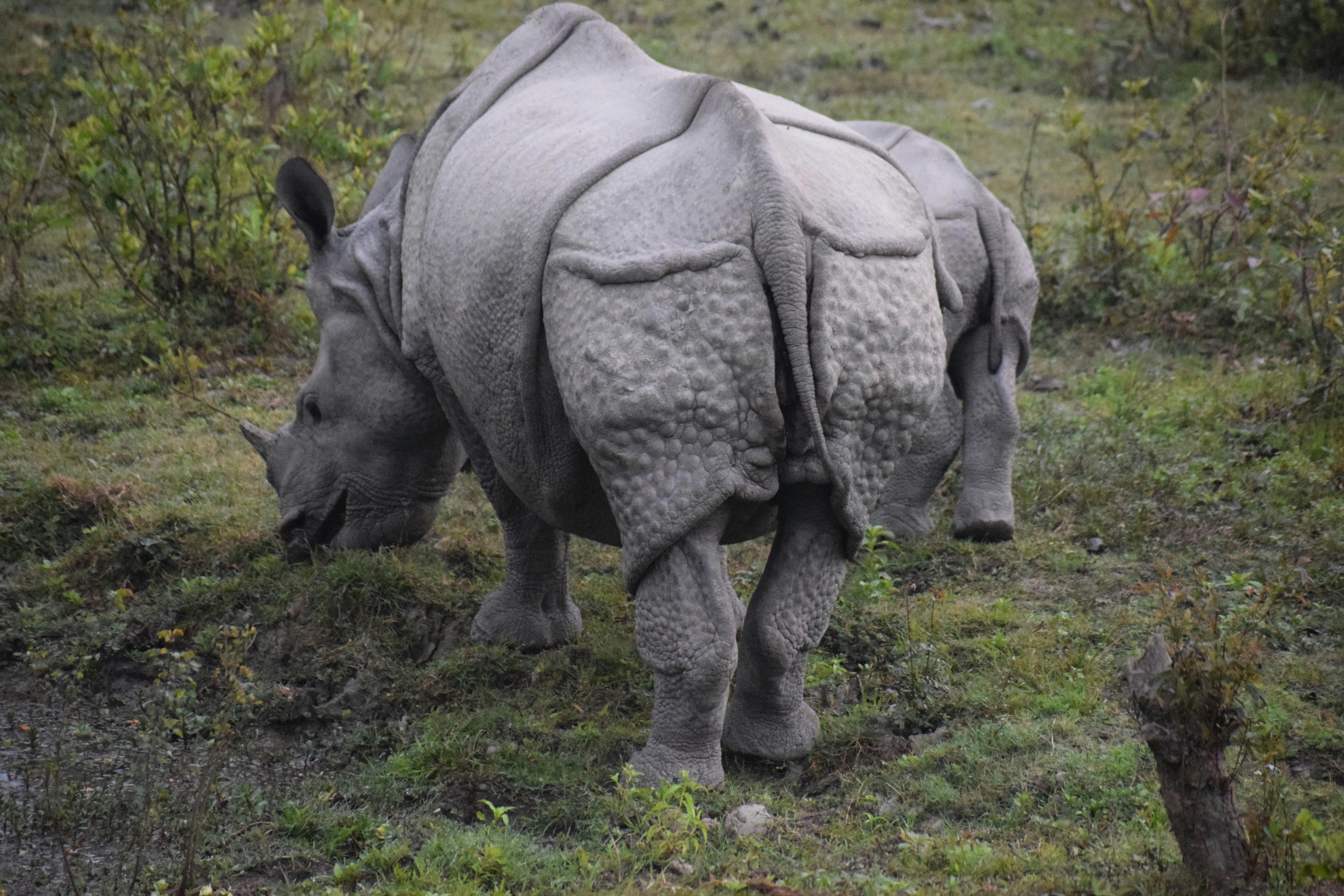 Gray Rhino in Macro Photography · Free Stock Photo