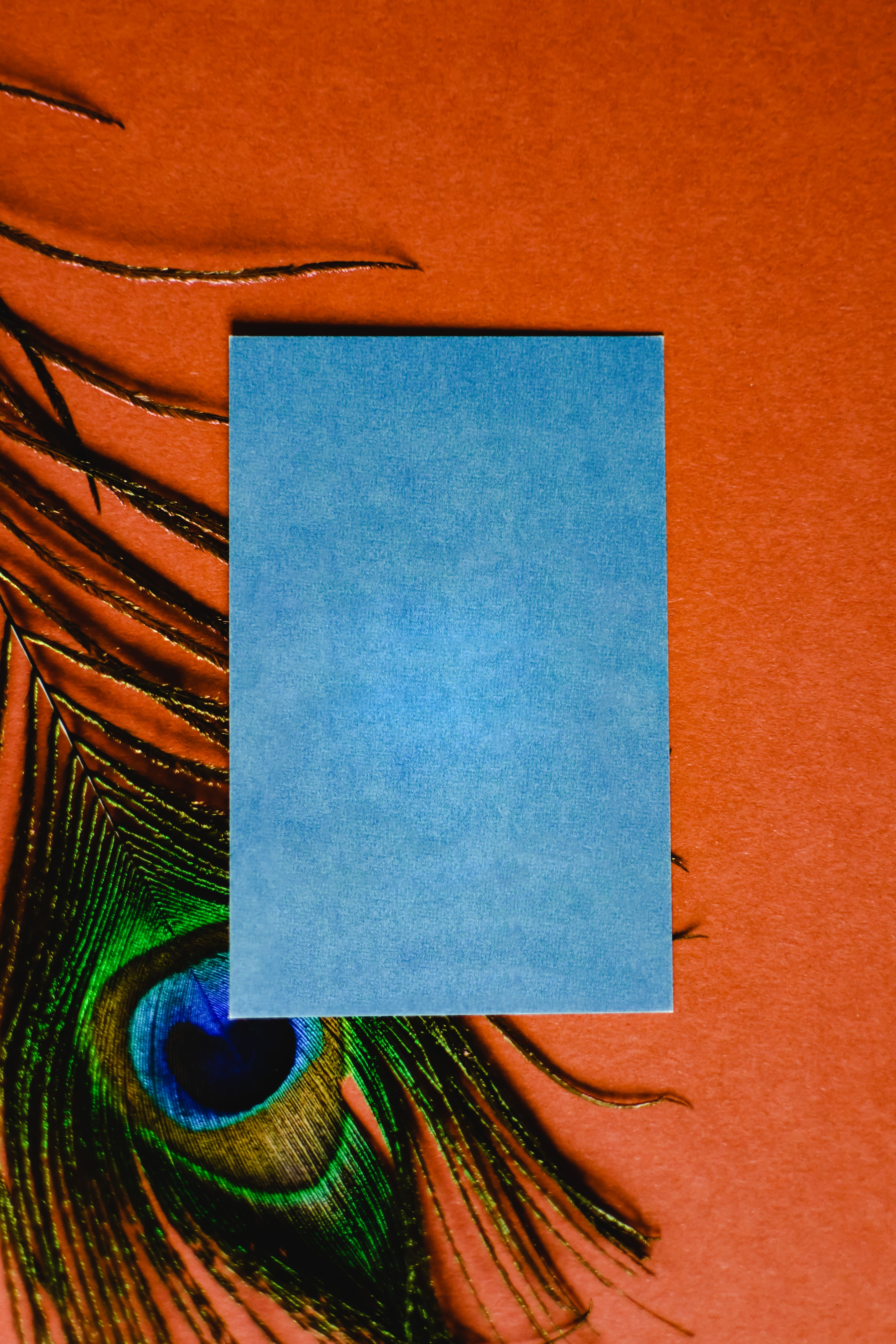 Blue Paper on Top of a Peacock Feather · Free Stock Photo