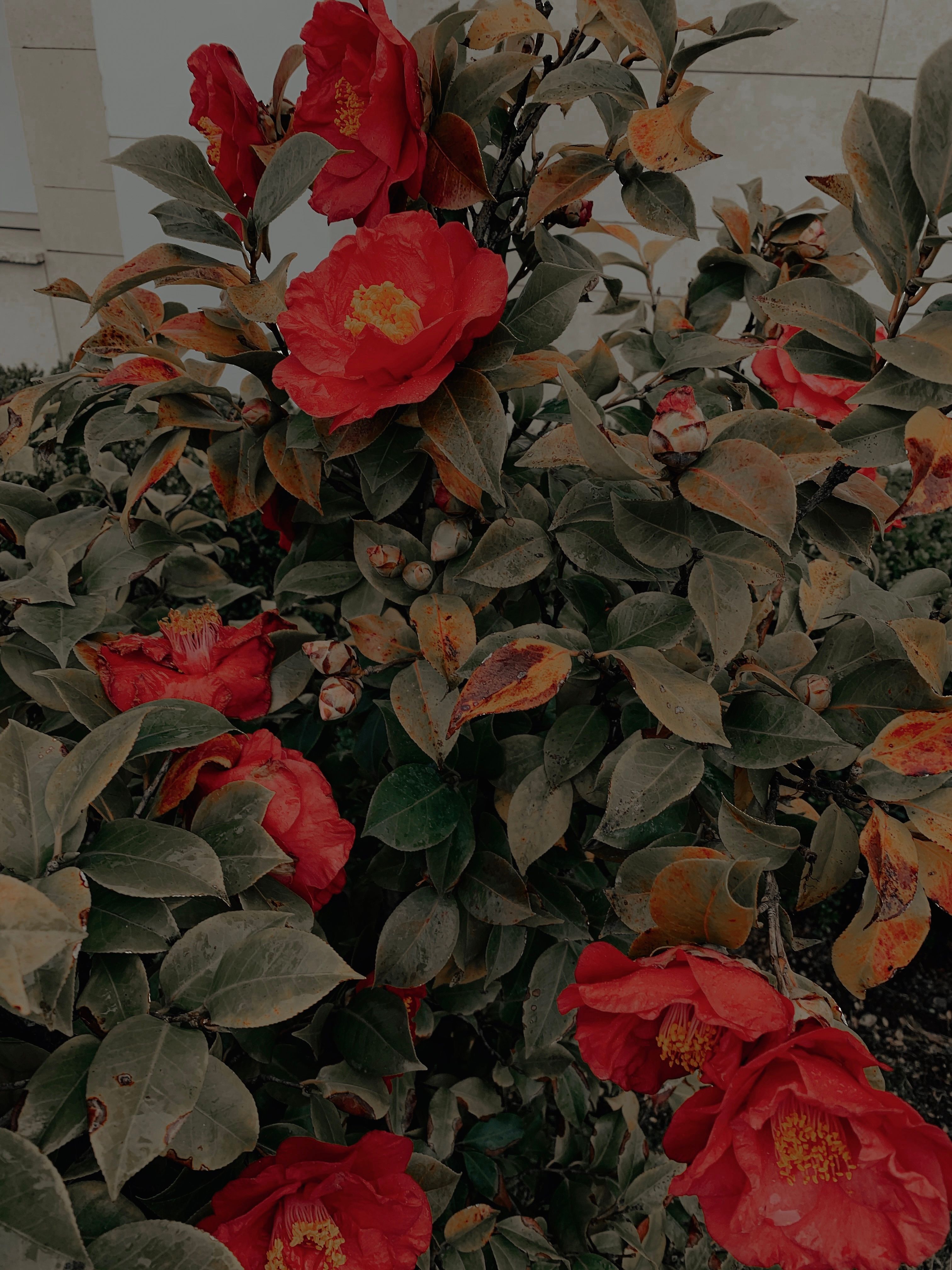 Garden Croton Plant with Red and Green Leaves · Free Stock Photo