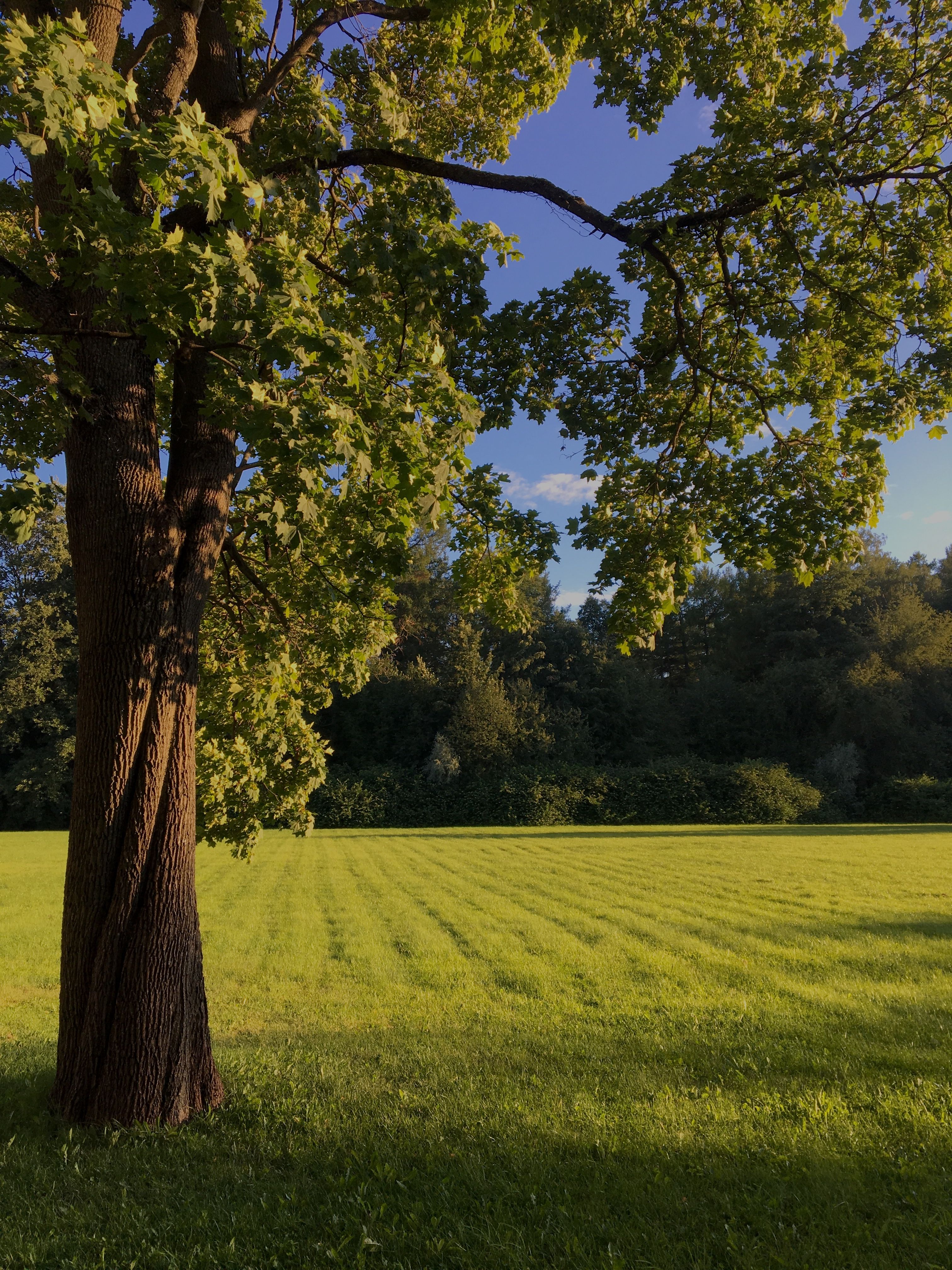 A Tree on a Grass Field · Free Stock Photo