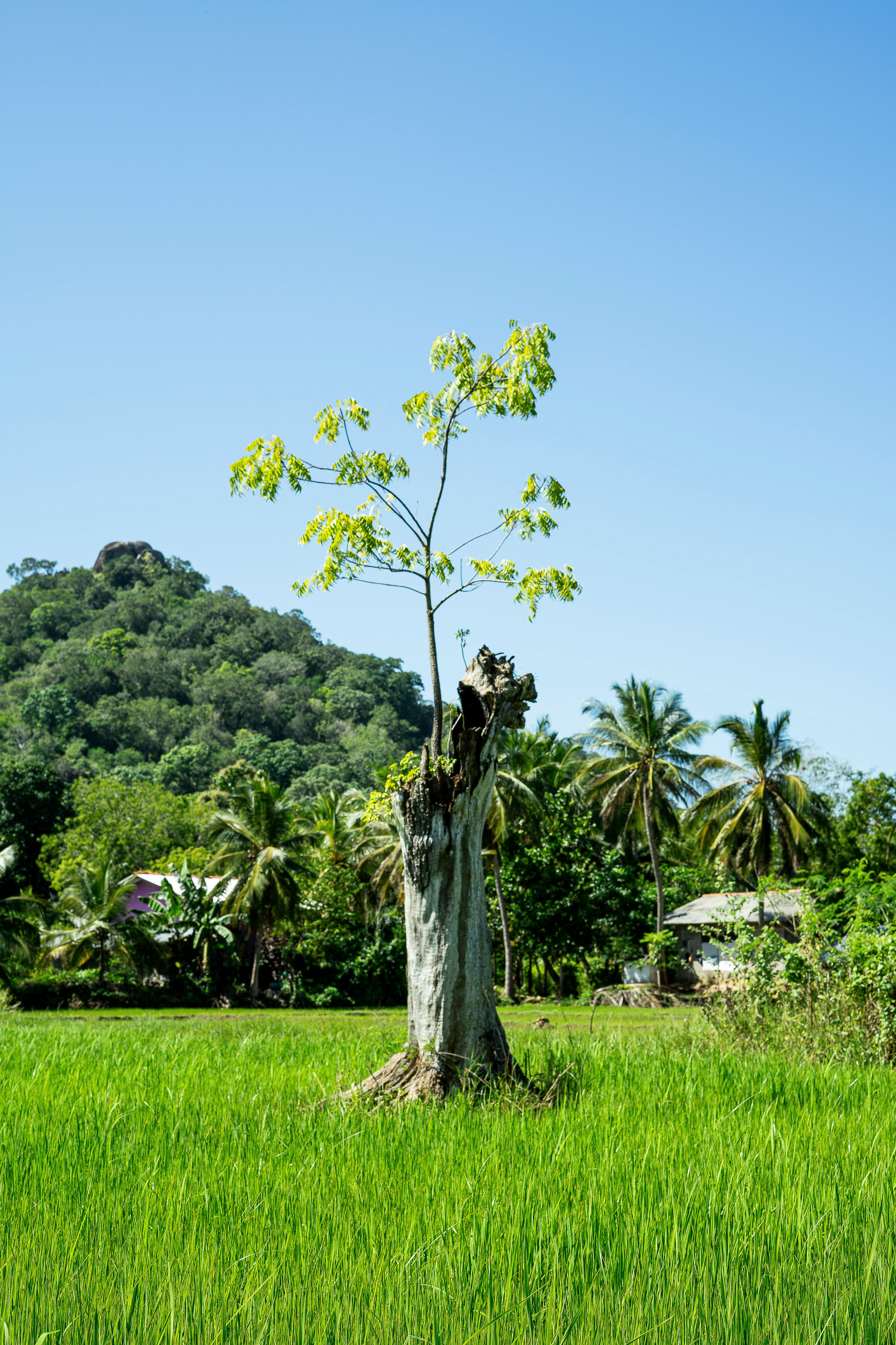 Blades of Rice Sticking out Above the Water in the Field · Free Stock Photo