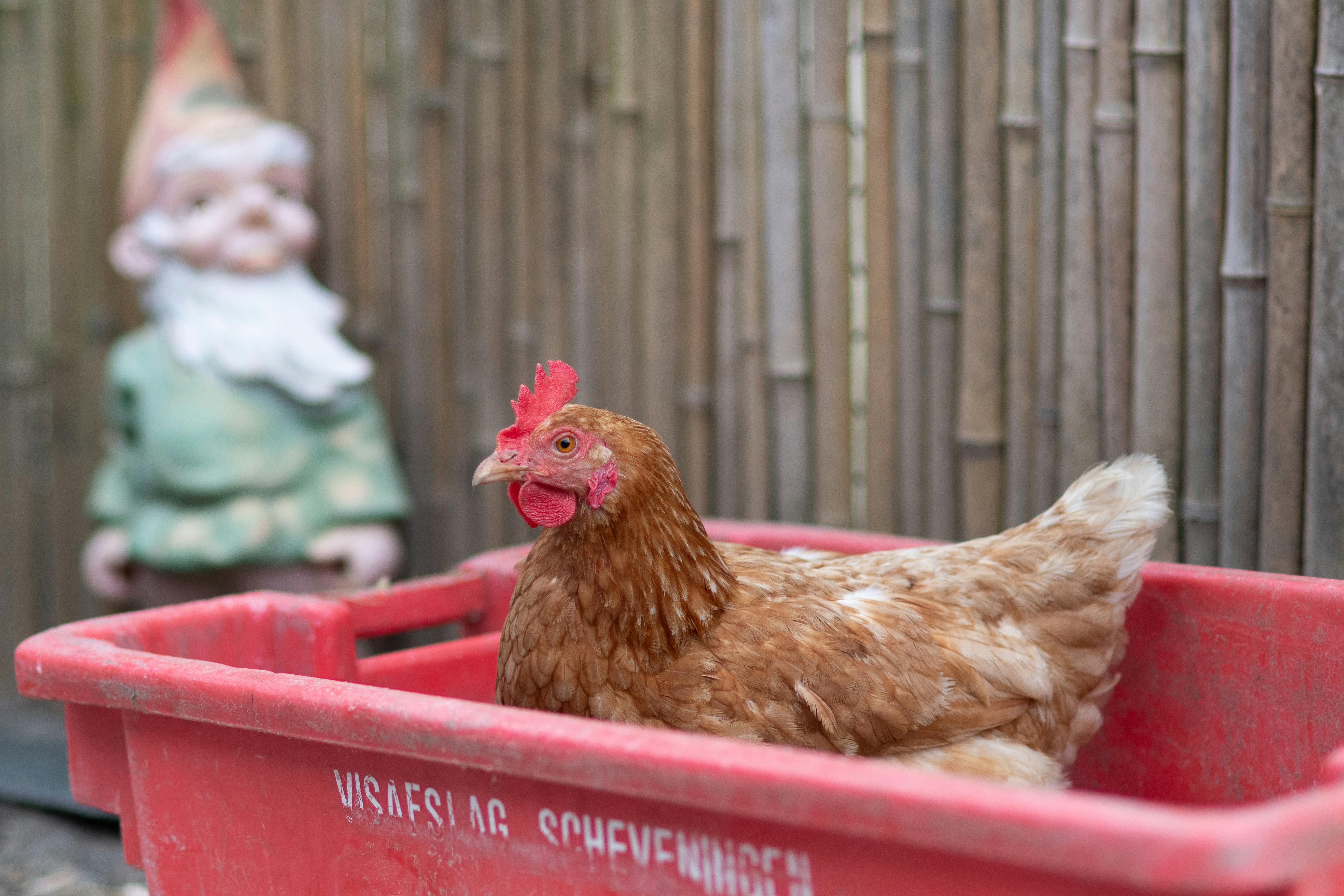 Photo of a Brown Hen in a Red Plastic Crate · Free Stock Photo