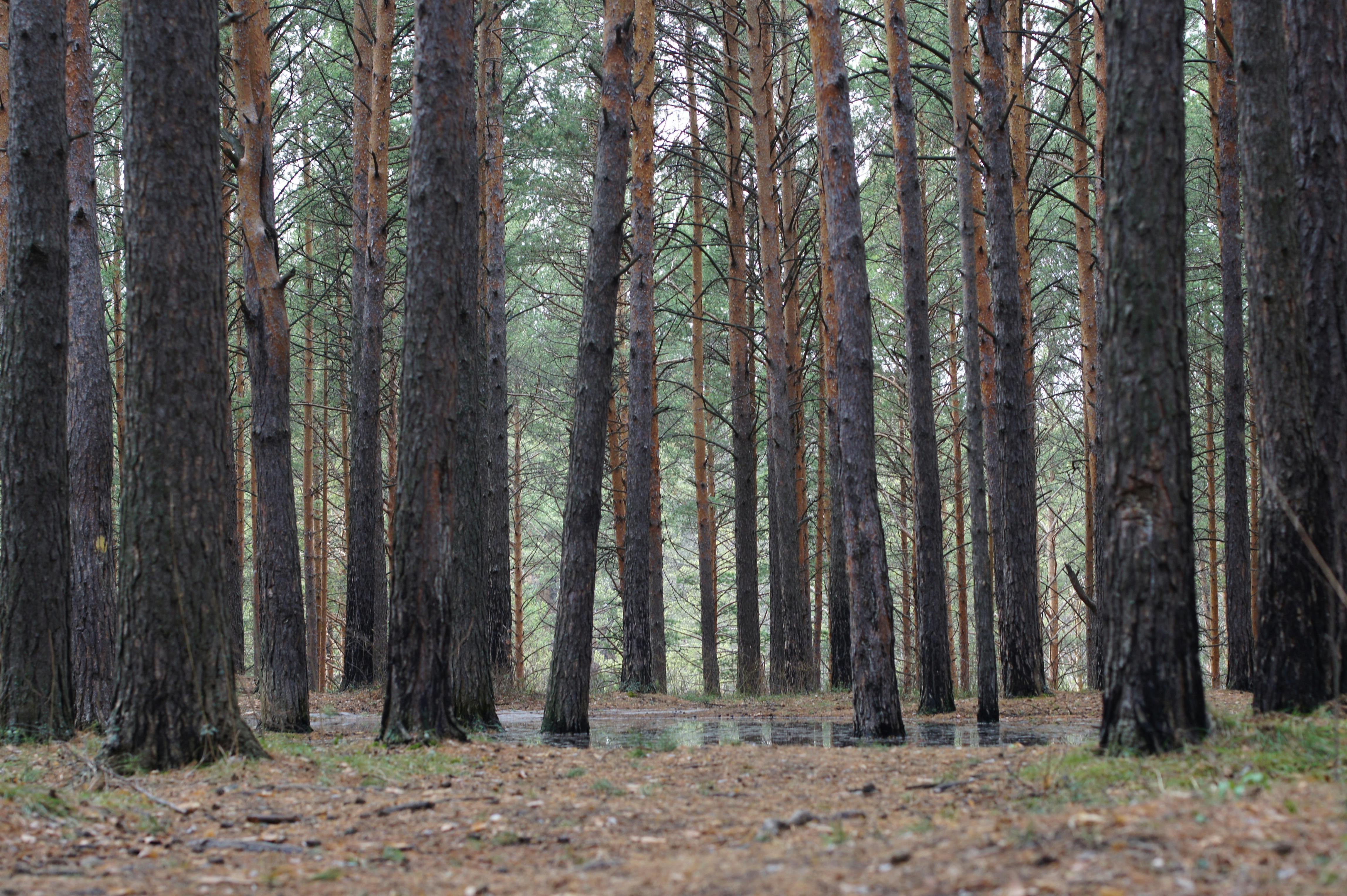Foto de stock gratuita sobre al aire libre, árboles sin hojas, bosque