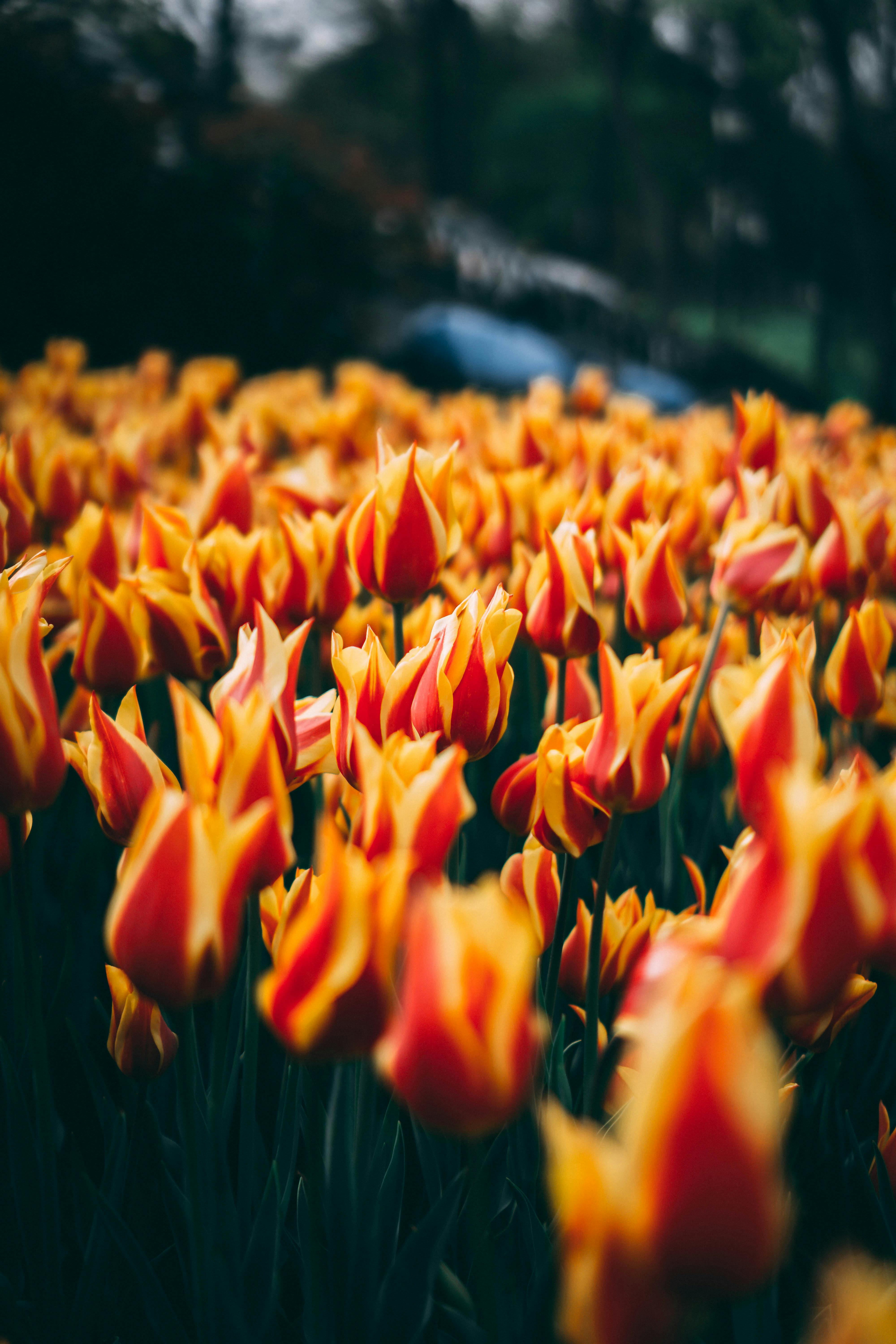 Tulip Fire Wings in Close-Up Photography · Free Stock Photo