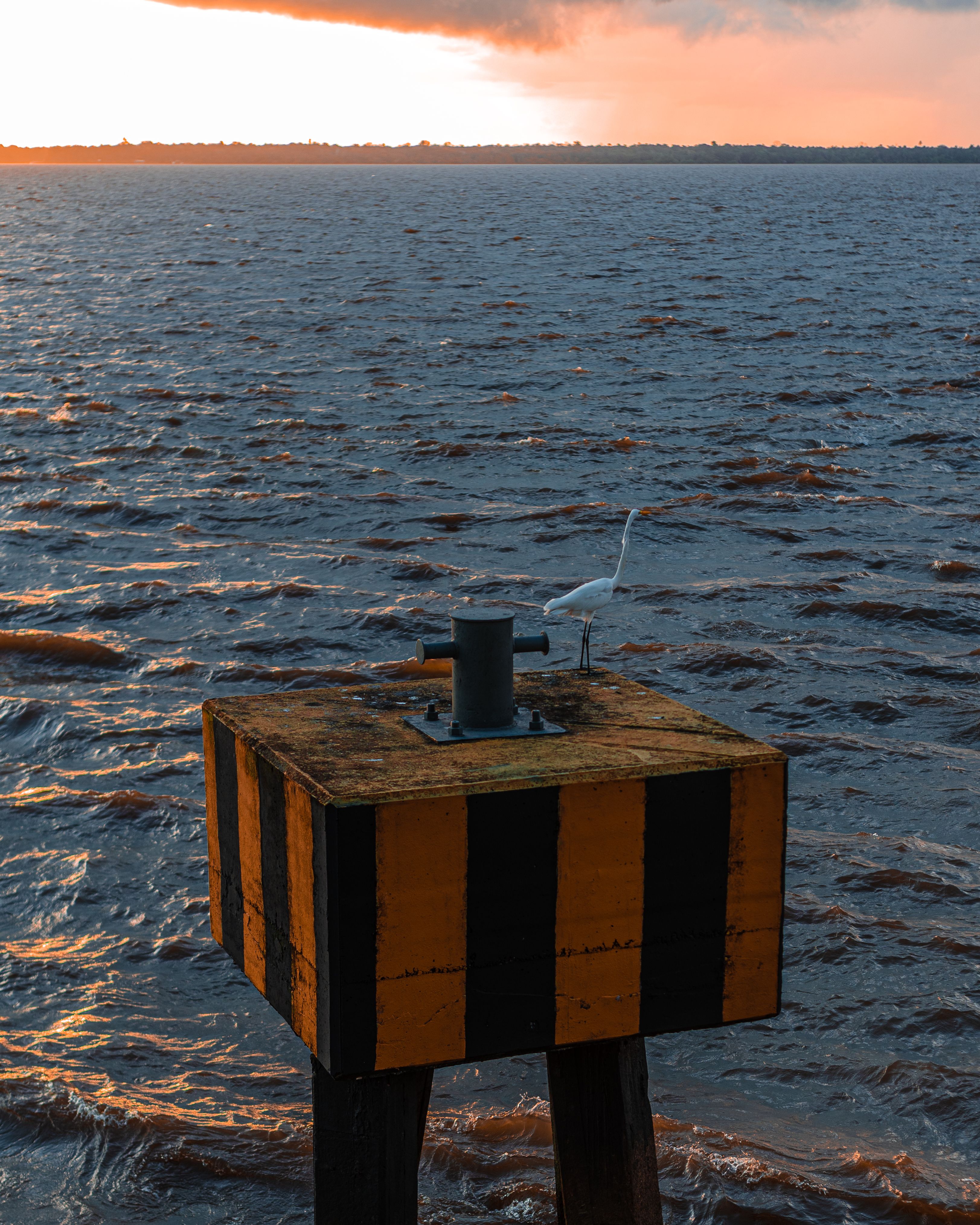 Bird perched on a Buoy · Free Stock Photo