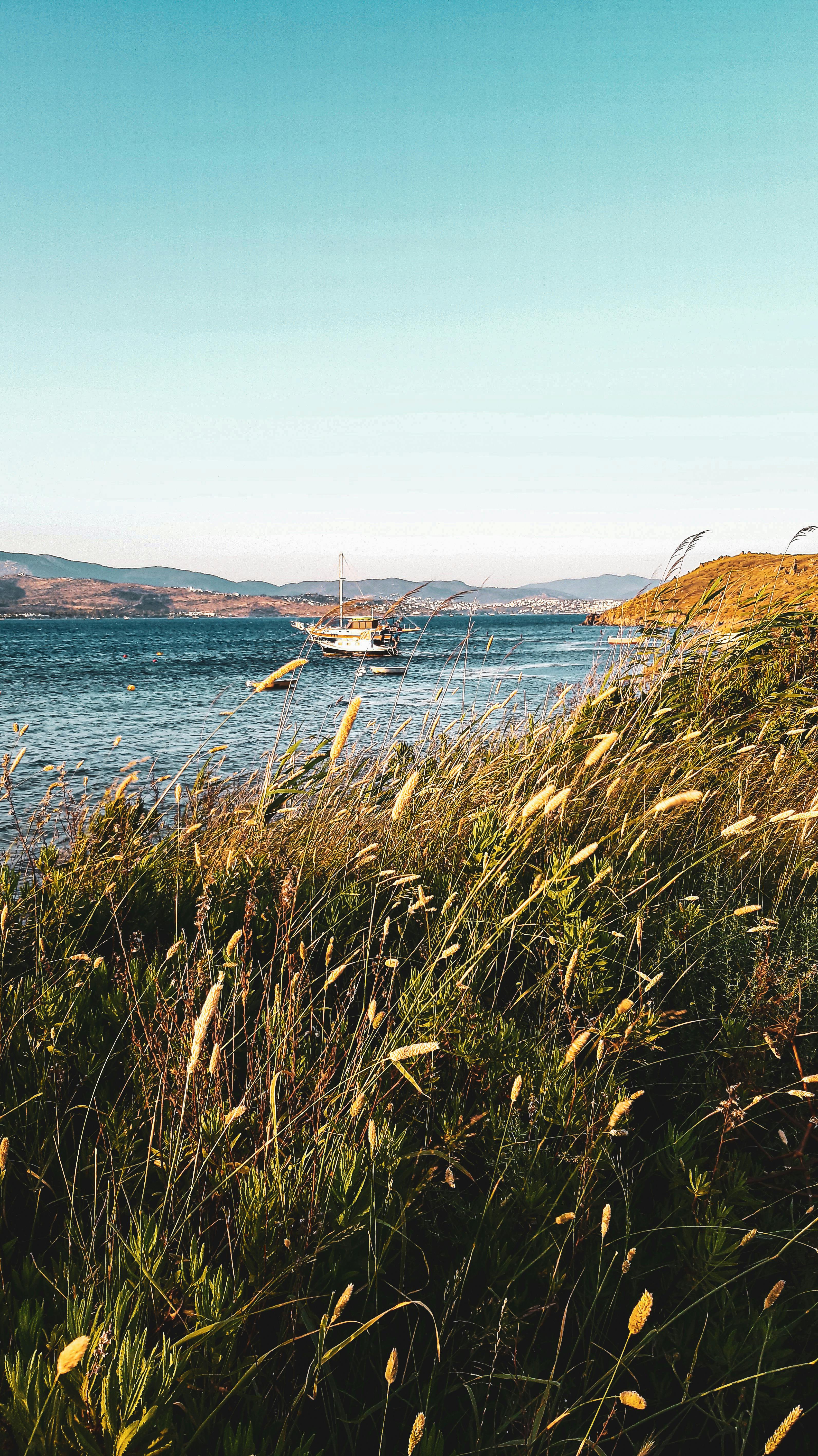 Grass Field Near the Sea · Free Stock Photo