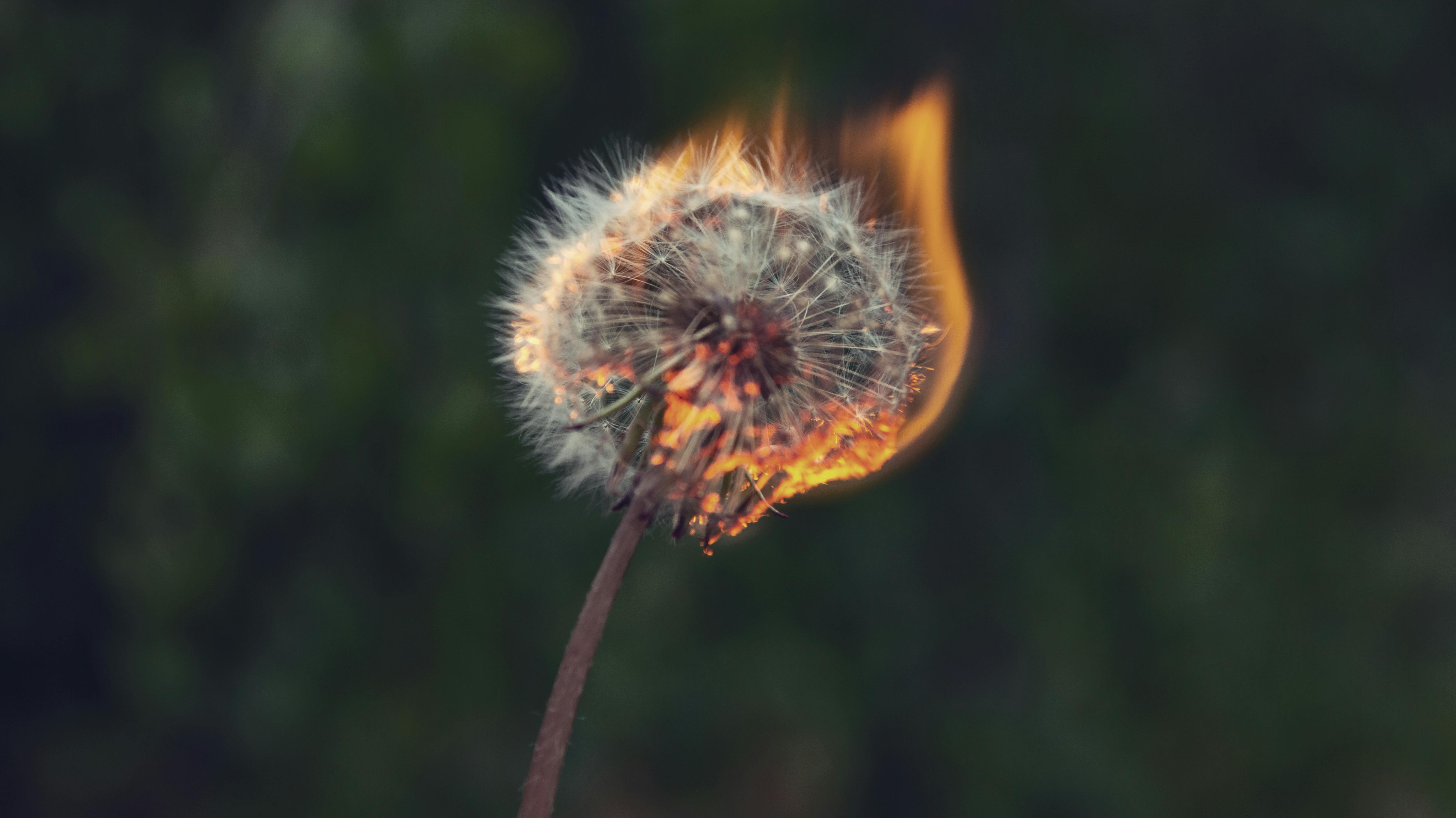 A Close-Up Shot of a Burning Dandelion · Free Stock Photo