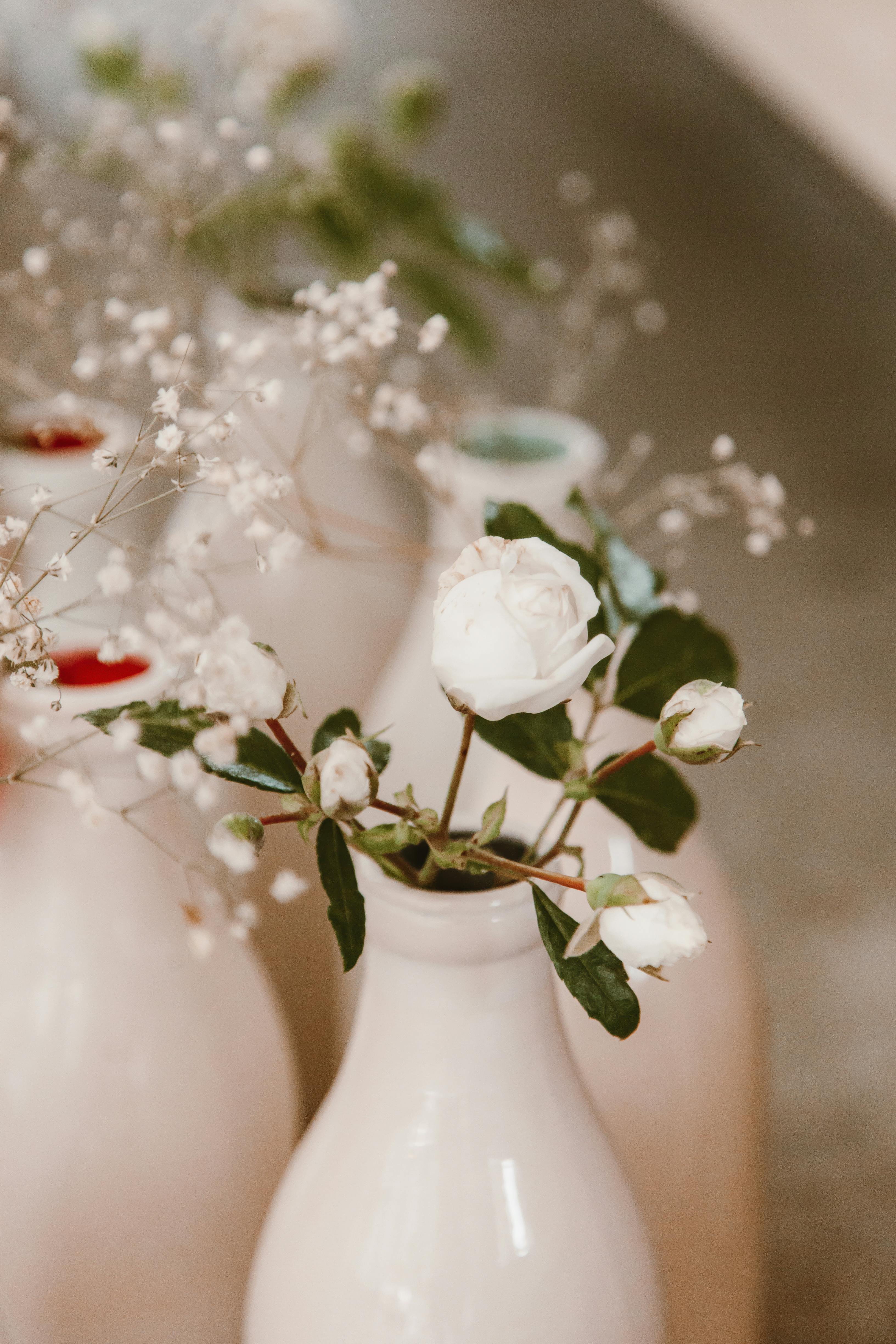 White Roses in White Ceramic Vase · Free Stock Photo