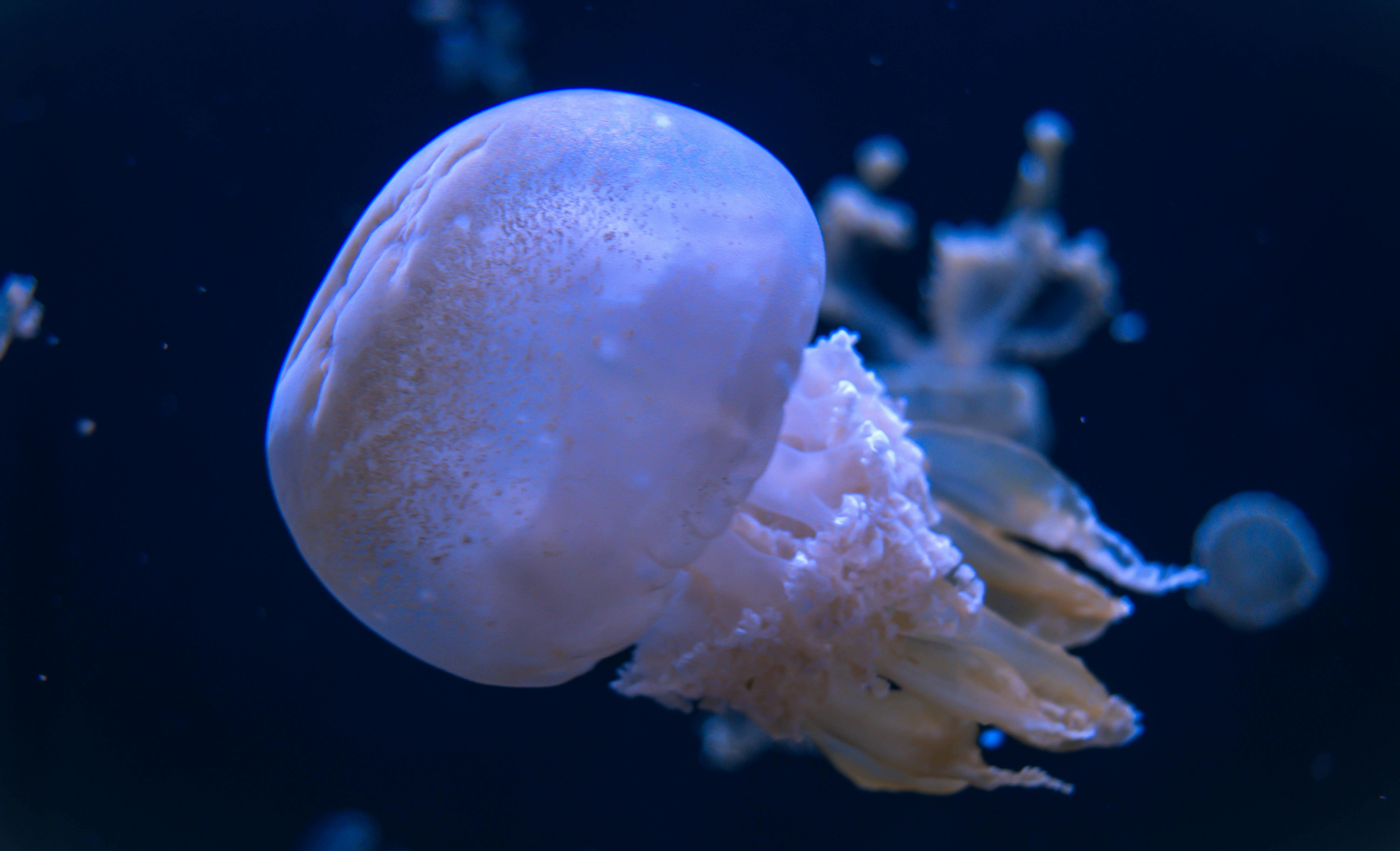 Red Jelly Fish · Free Stock Photo