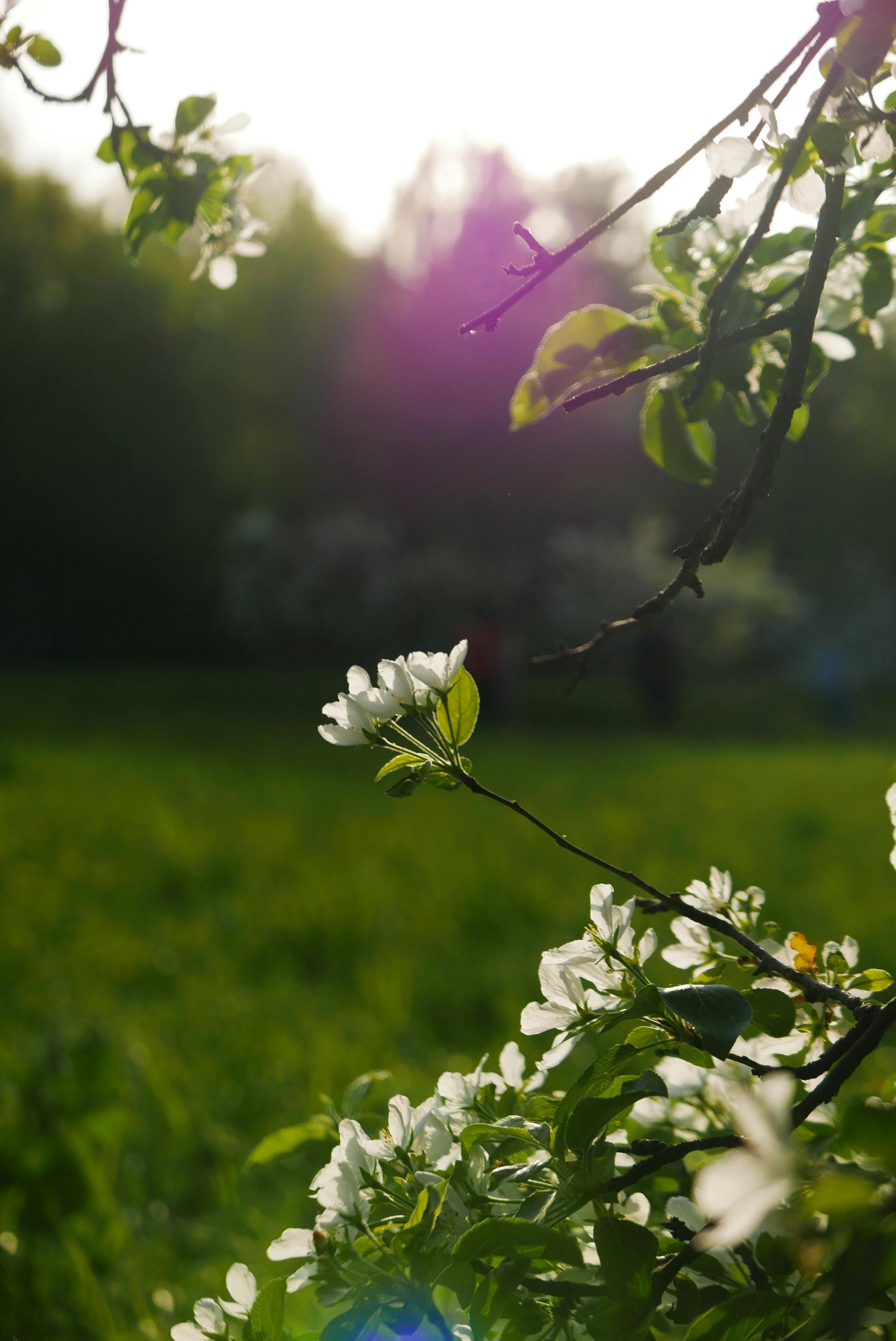Close-up of Tree with Huge Roots · Free Stock Photo