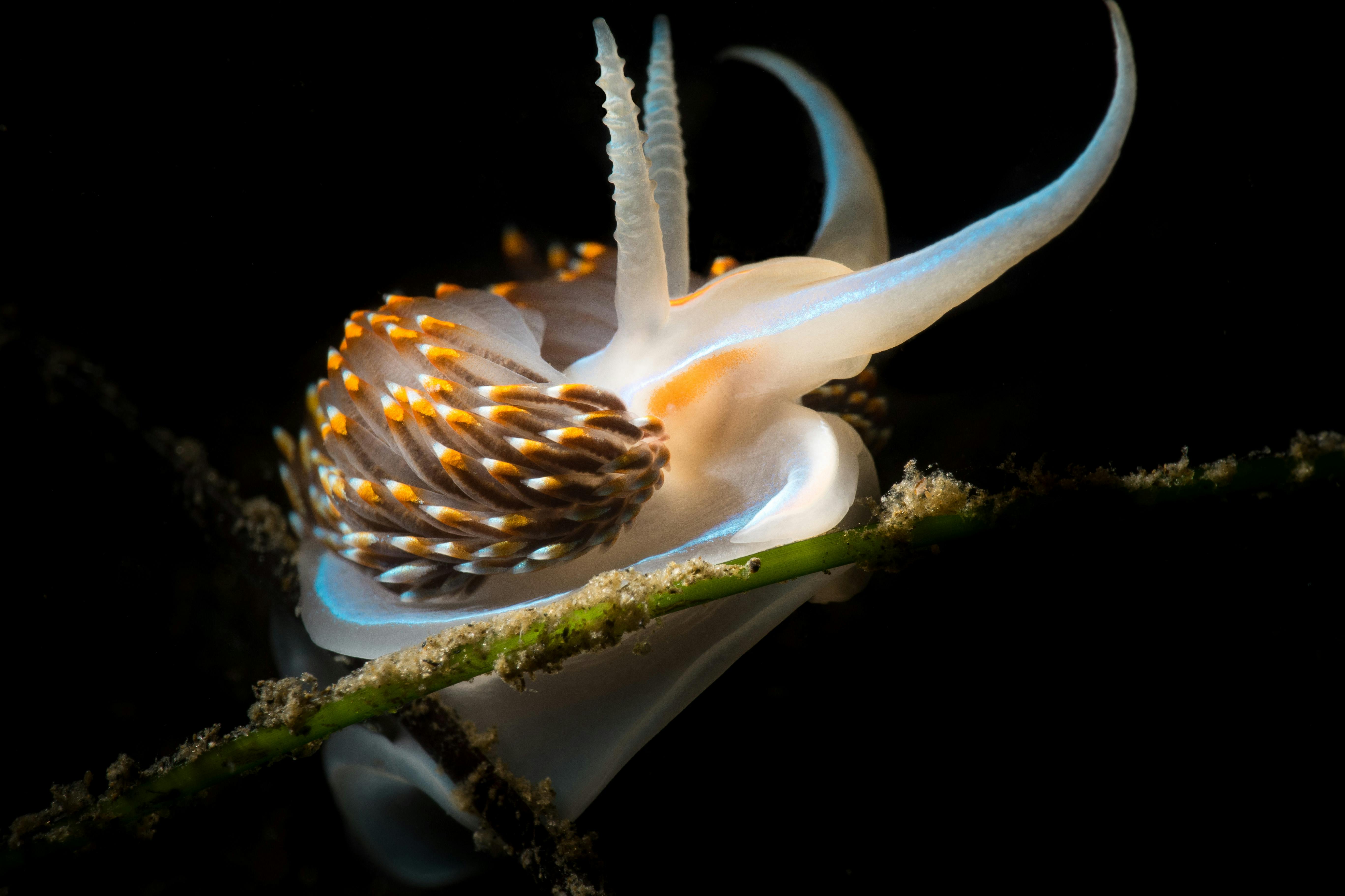 A Blue Sea Slug · Free Stock Photo