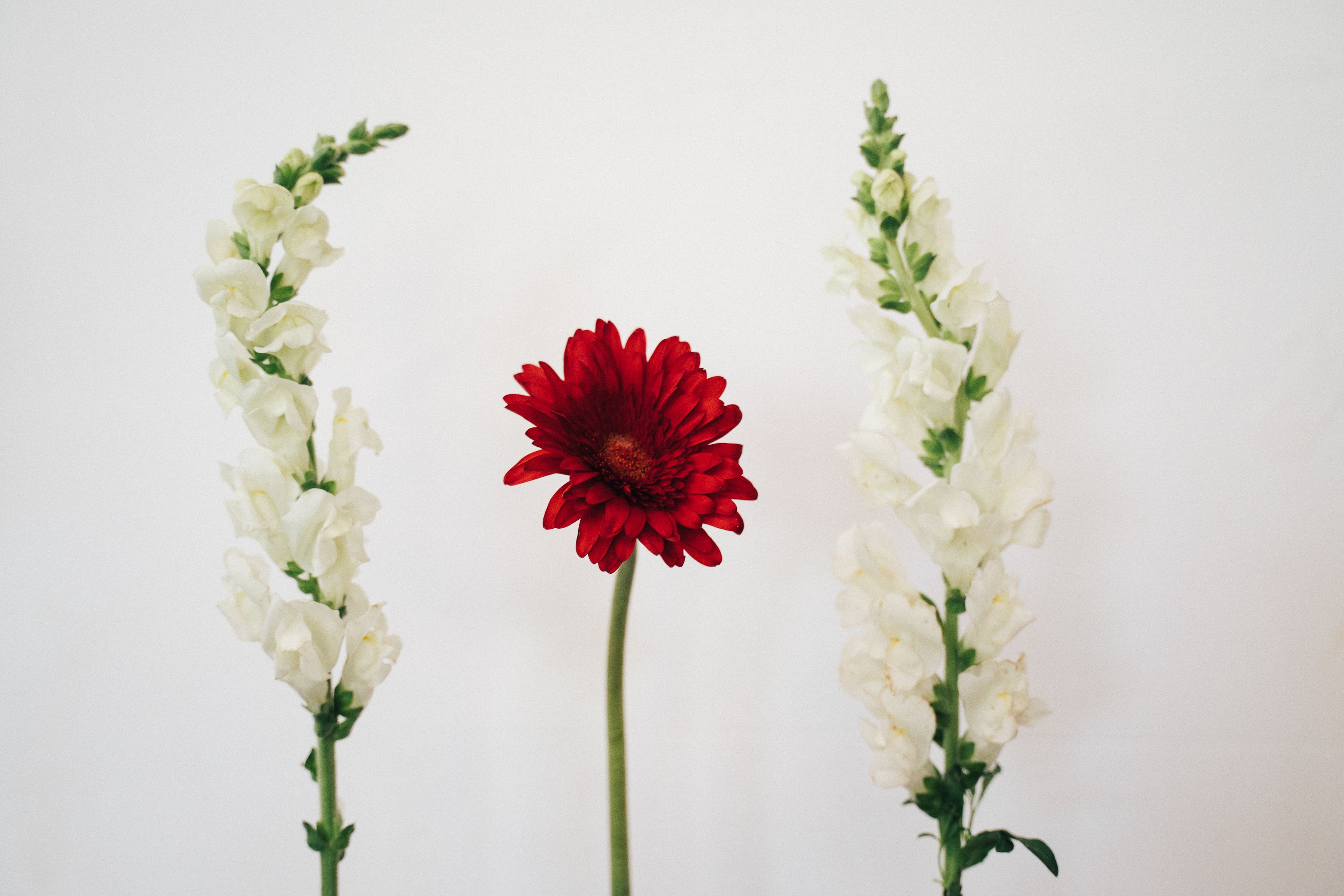 Two Green Leaves · Free Stock Photo
