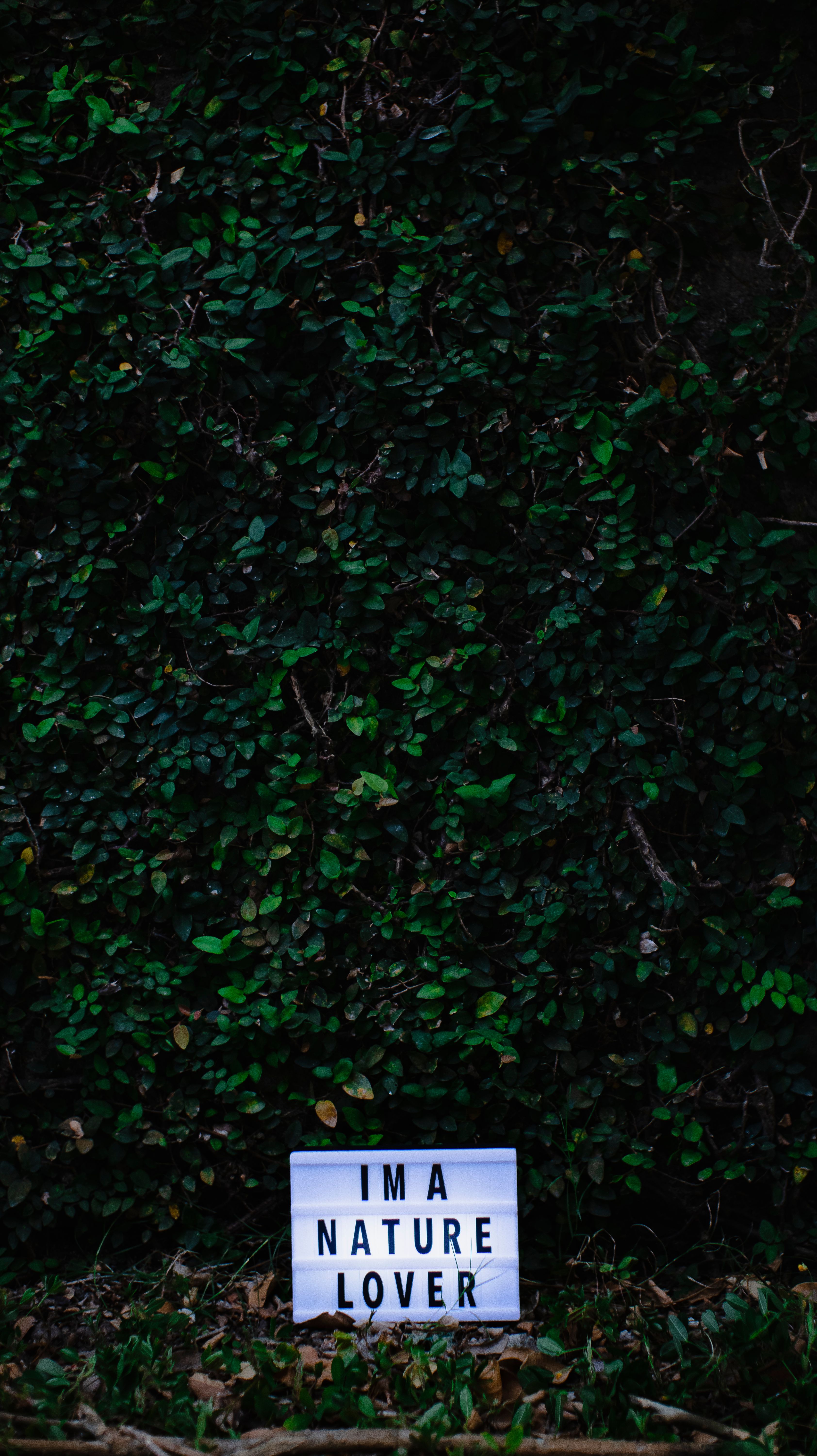 Hedge Lighting Photos, Download The BEST Free Hedge Lighting Stock ...