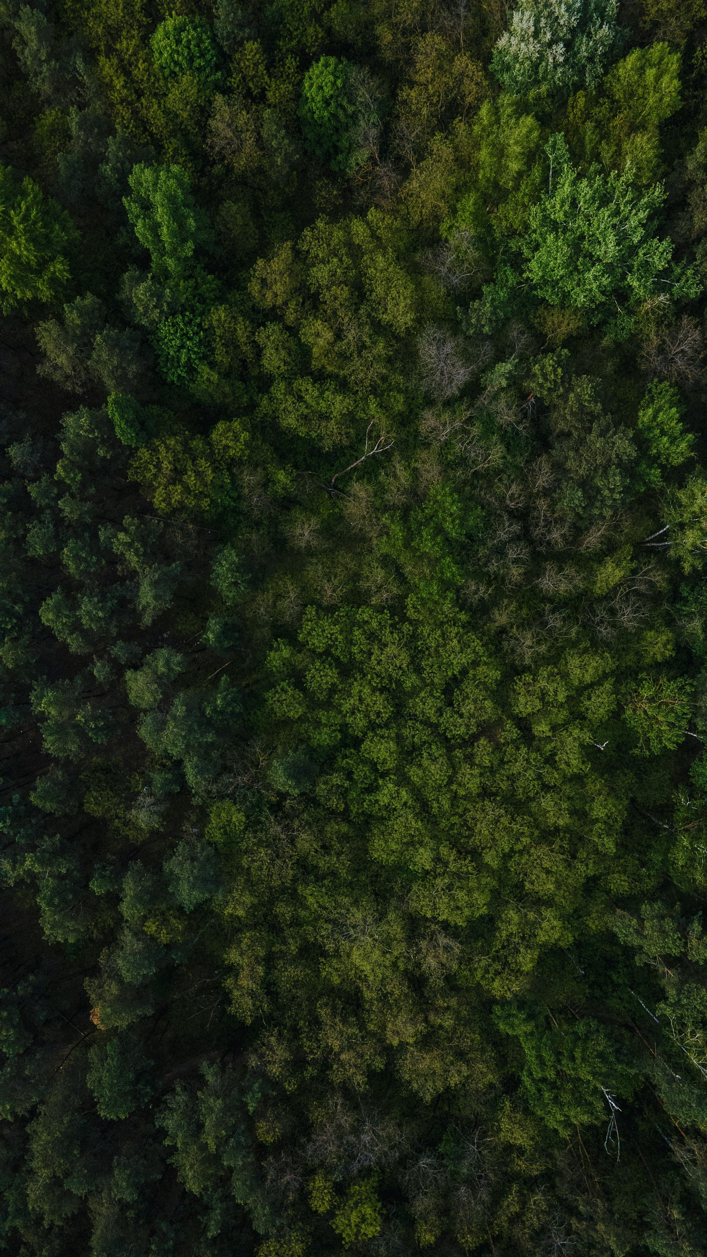 Birds Eye View of Forest · Free Stock Photo