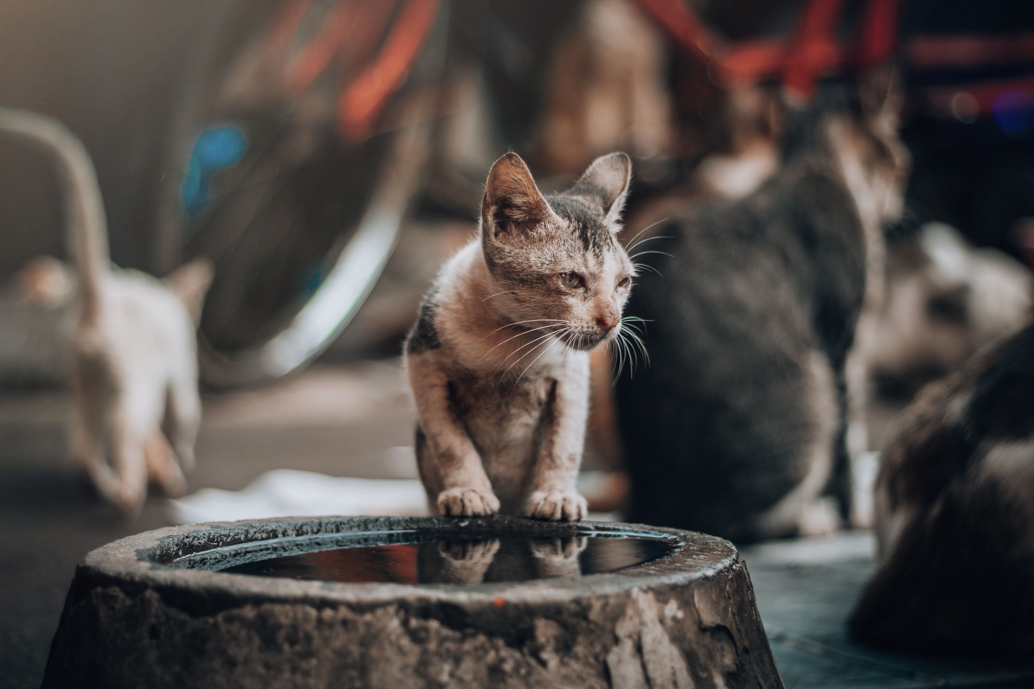 Cat Sitting in Front of a Television · Free Stock Photo