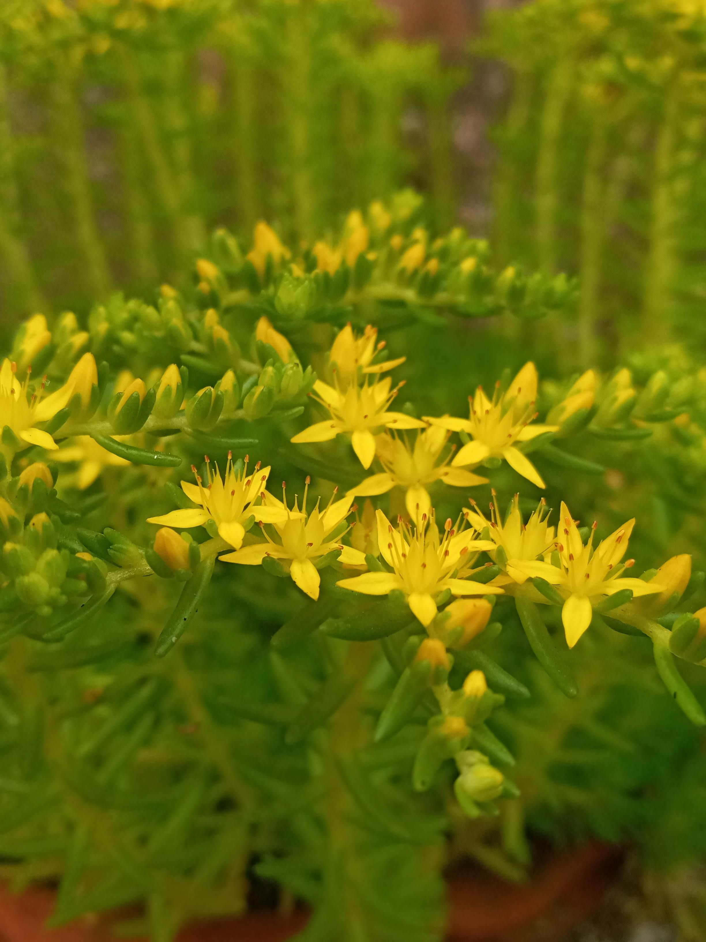 Bibek Adhikari Chhetri - 摄影