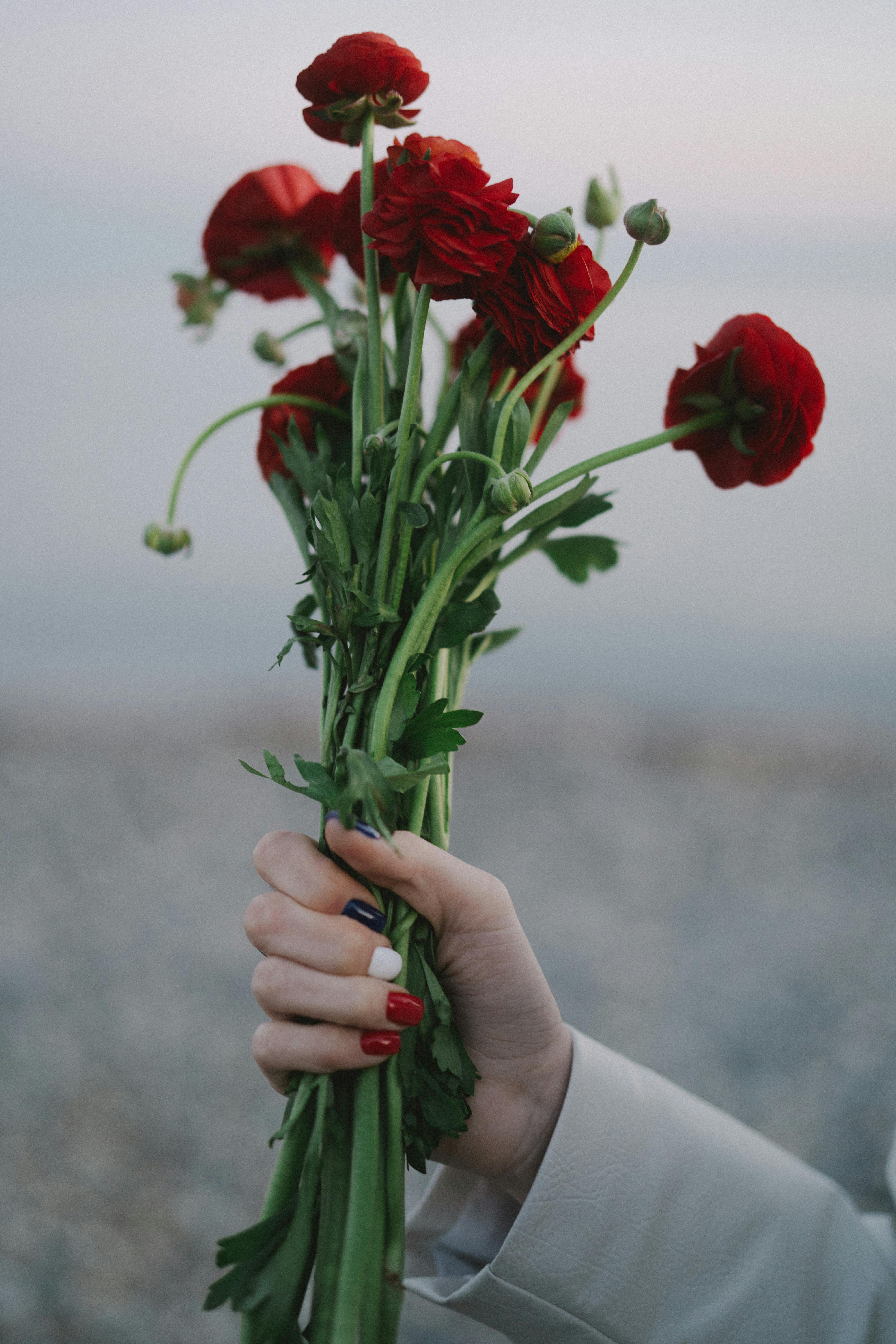 Close-Up Shot of a Person Holding Red Roses · Free Stock Photo