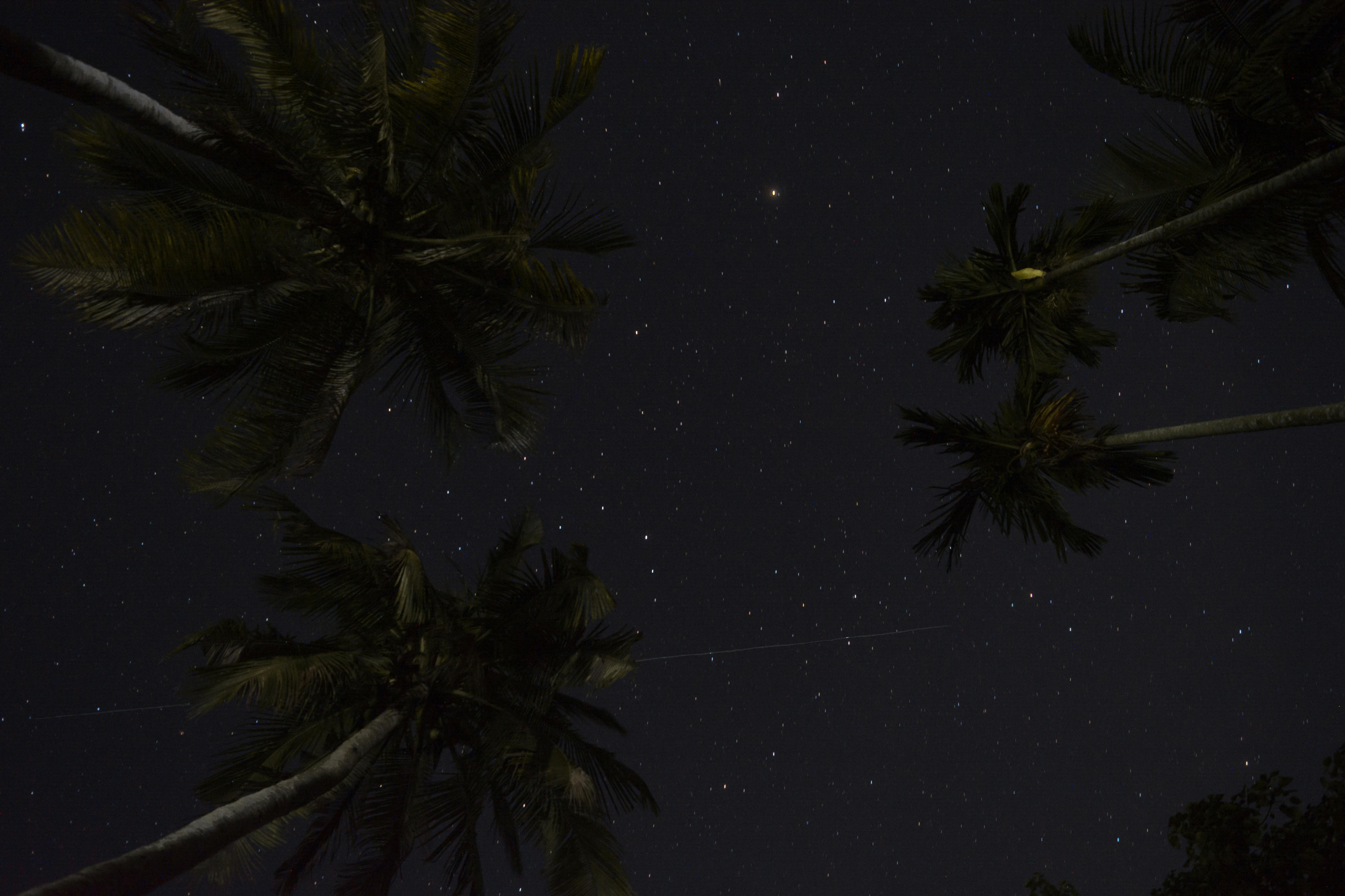Green Trees during Night Time · Free Stock Photo