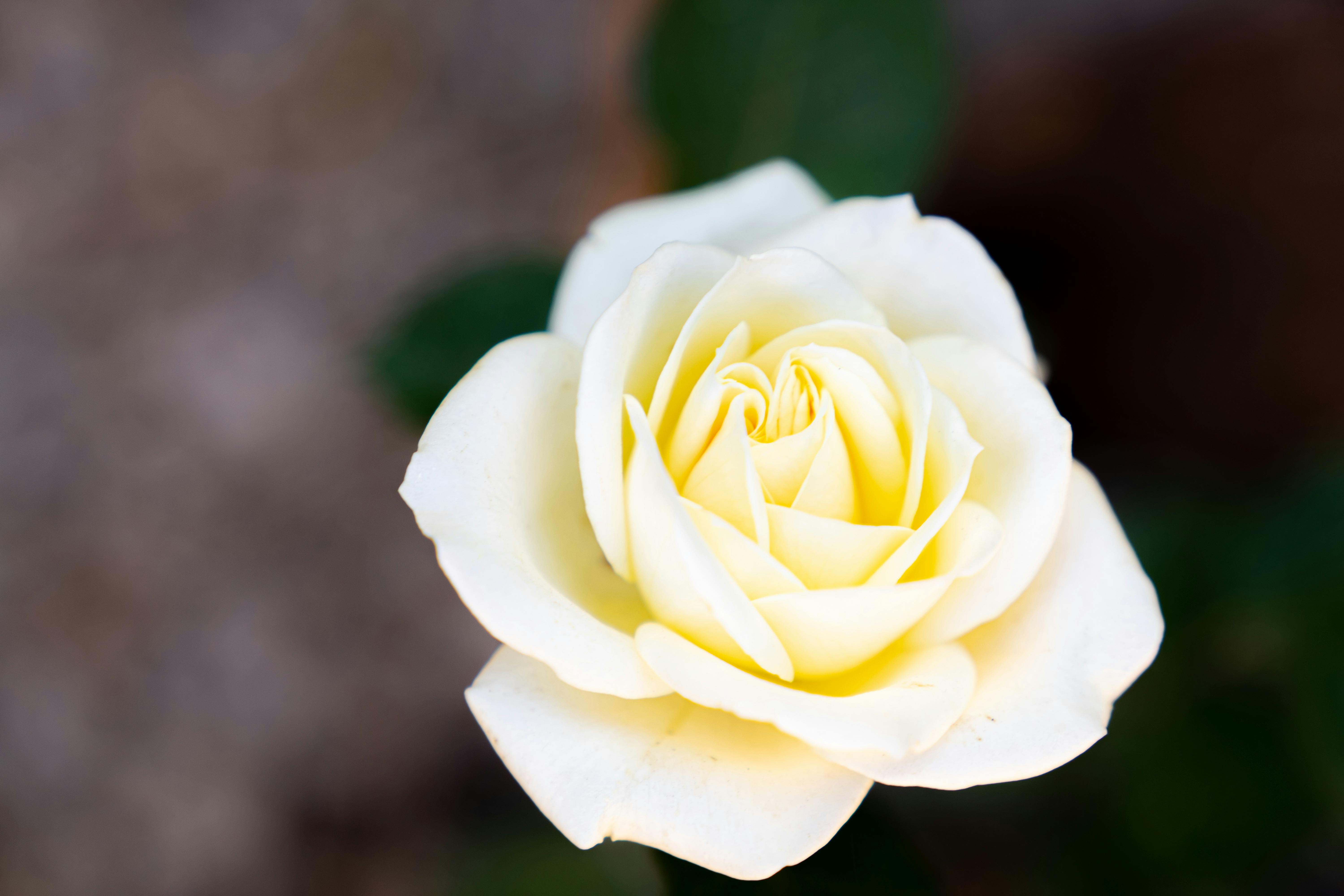 Close Up Photography of White Rose in Bloom · Free Stock Photo