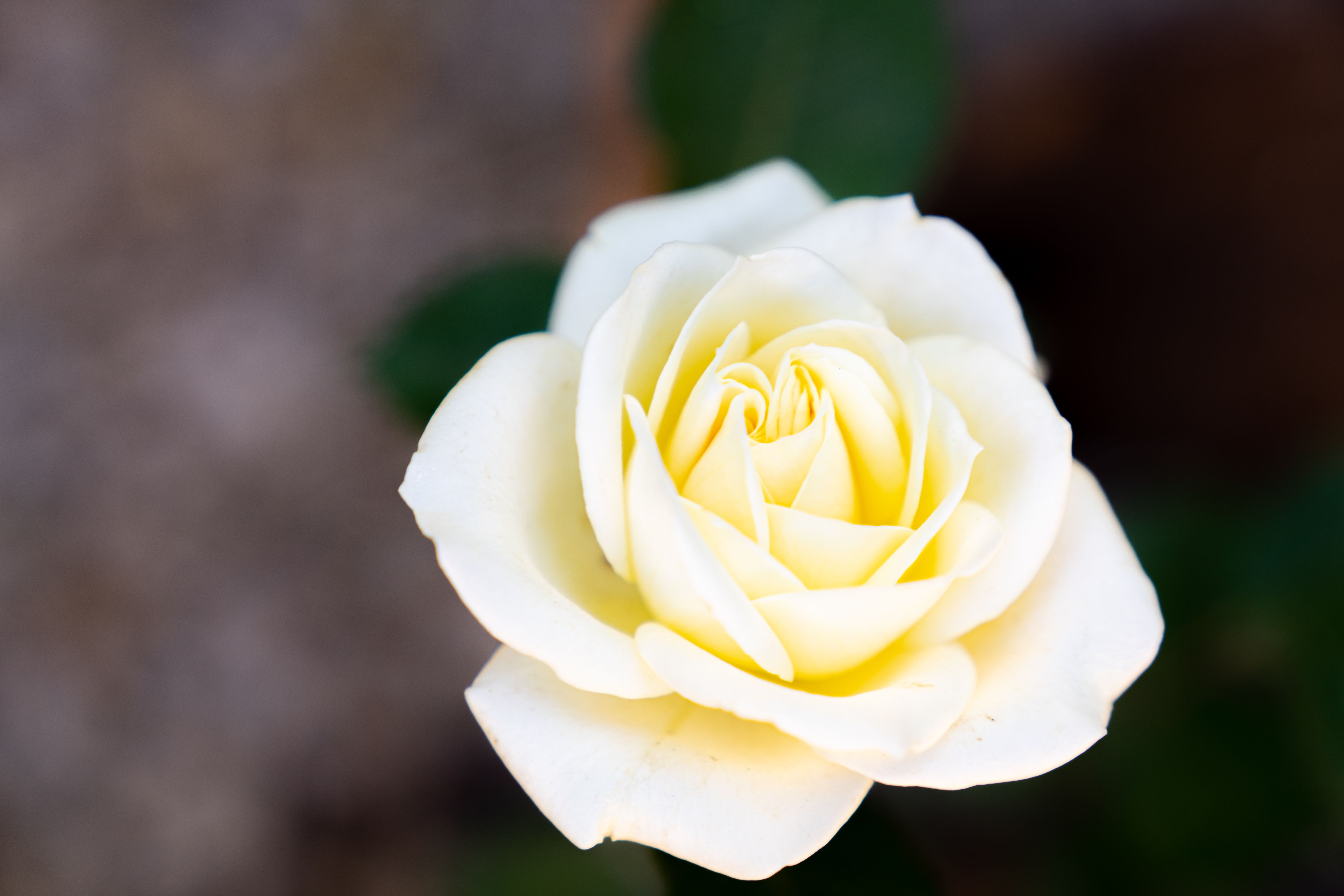 Close Up Photo of China Rose · Free Stock Photo