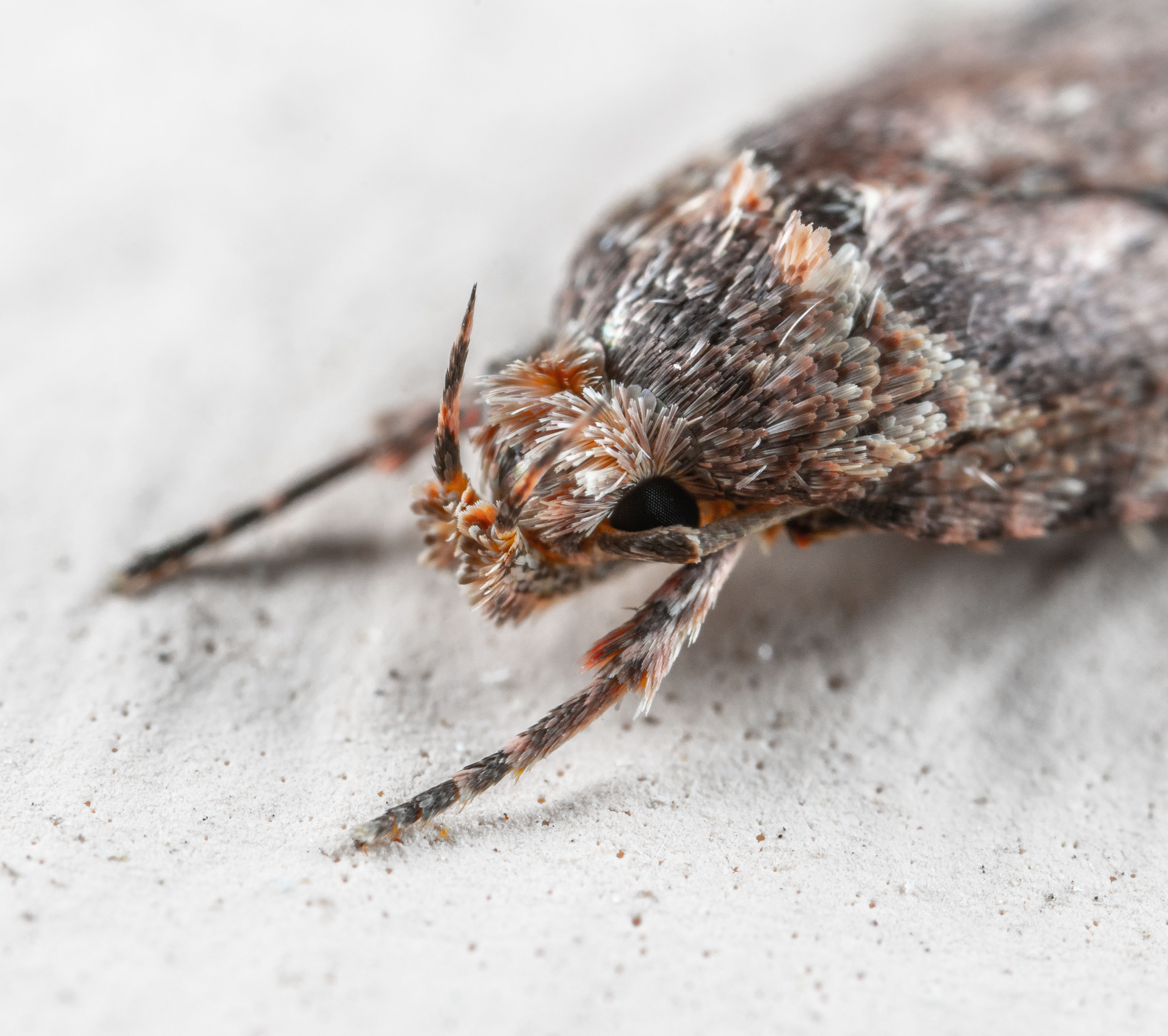 A Butterfly Moth in Macro Photography · Free Stock Photo