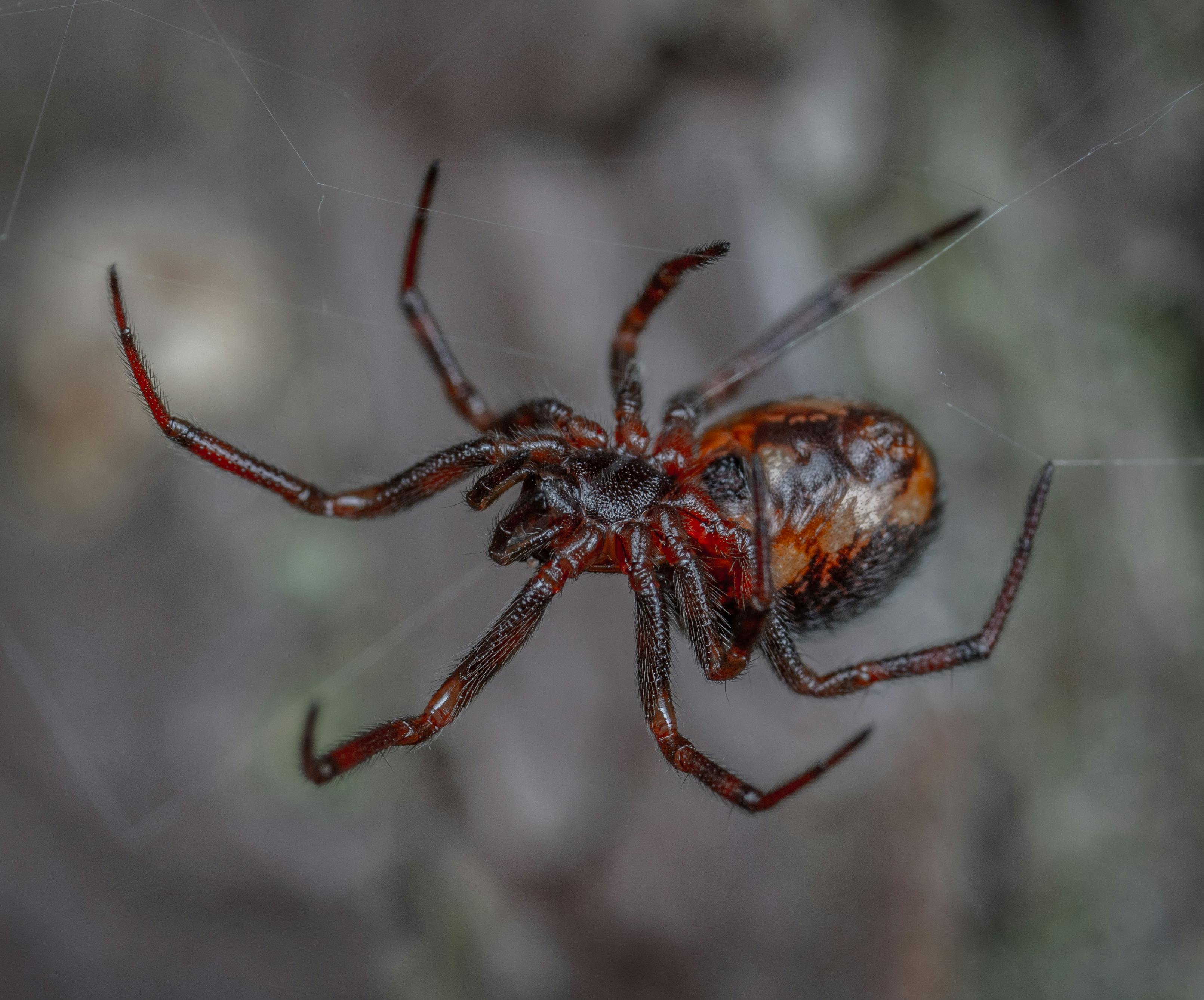 Closeup Photo of Spider Web With Water Dews · Free Stock Photo