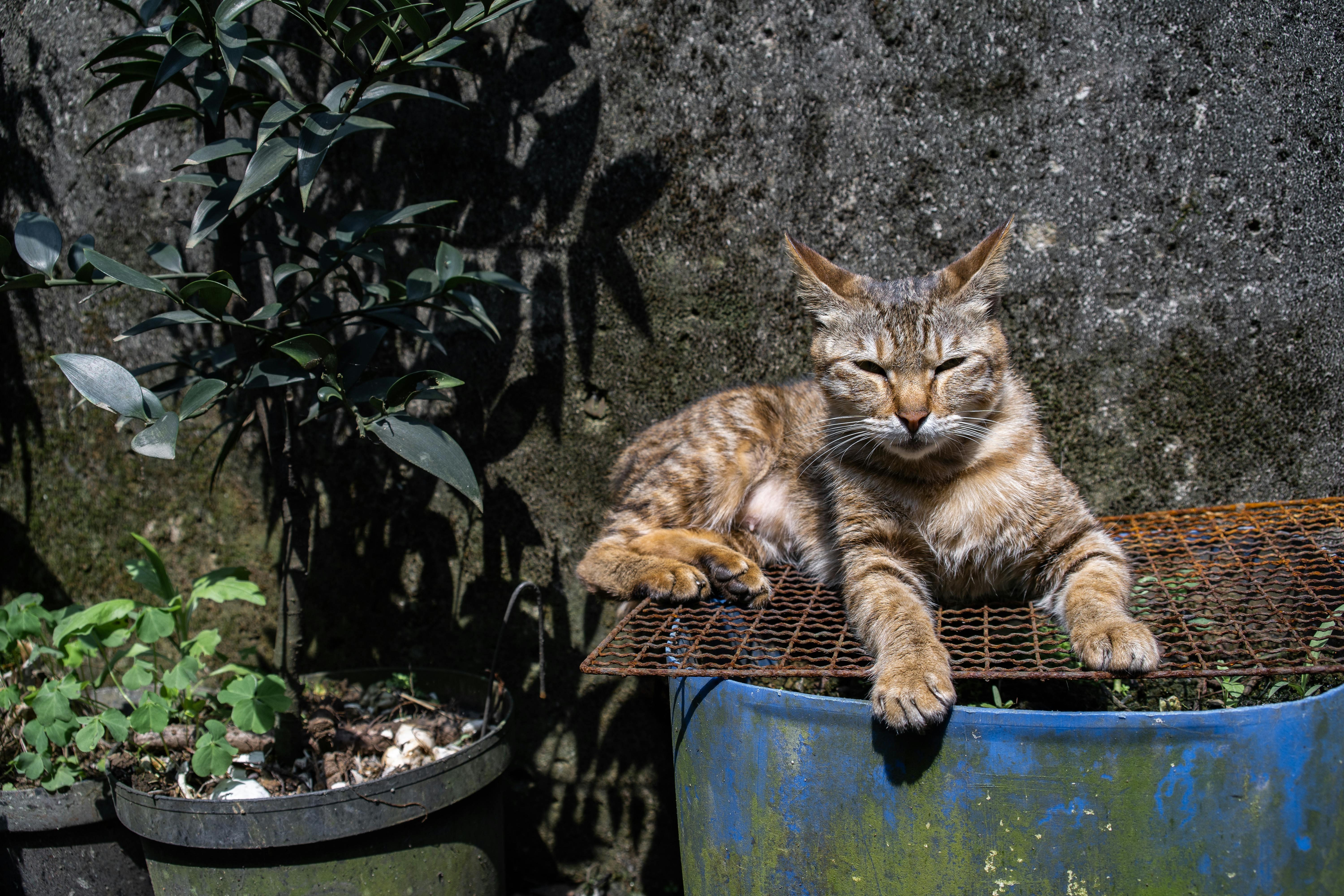Brown Tabby Cat on Rusty Metal Surface · Free Stock Photo