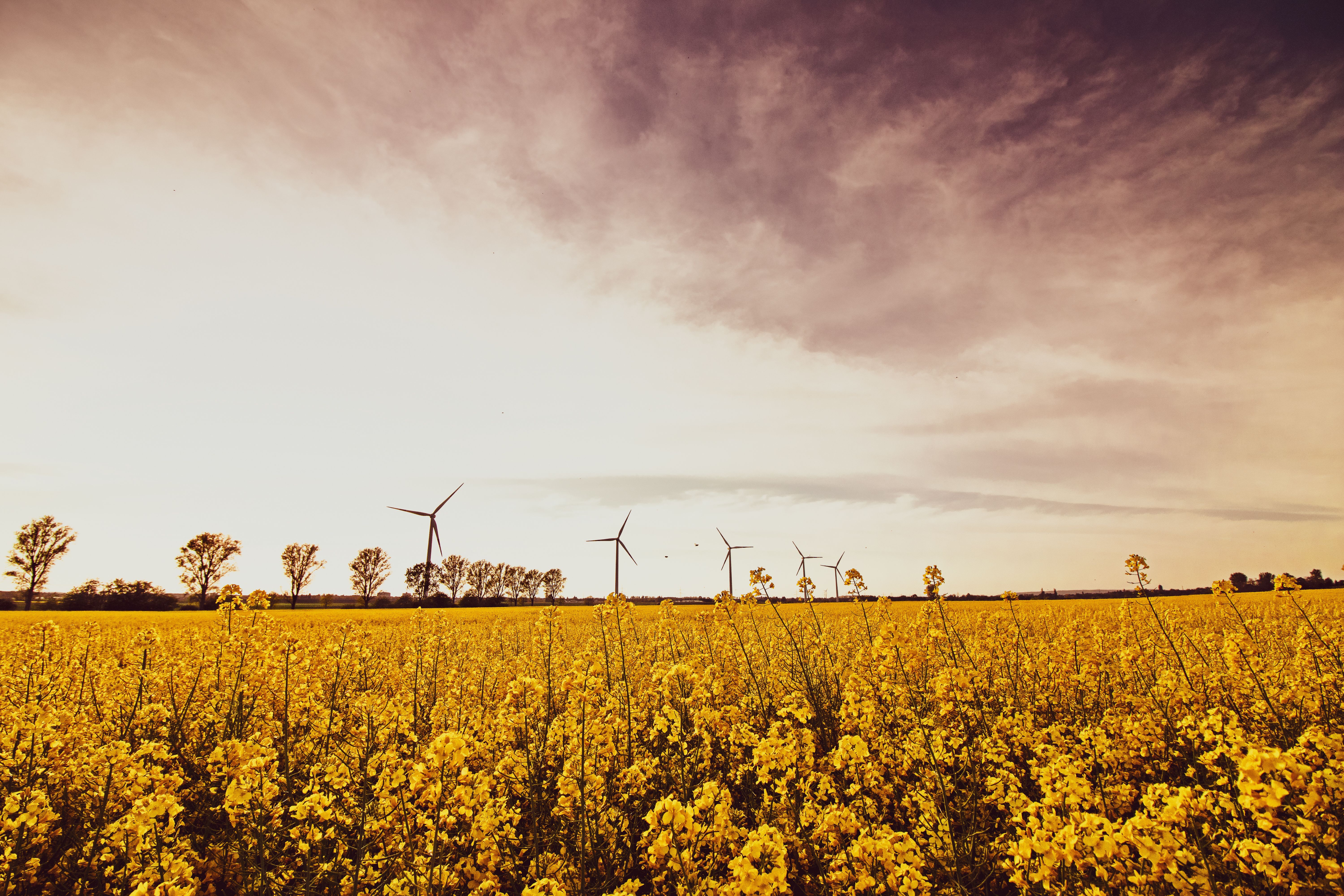 A Yellow Flower Field · Free Stock Photo