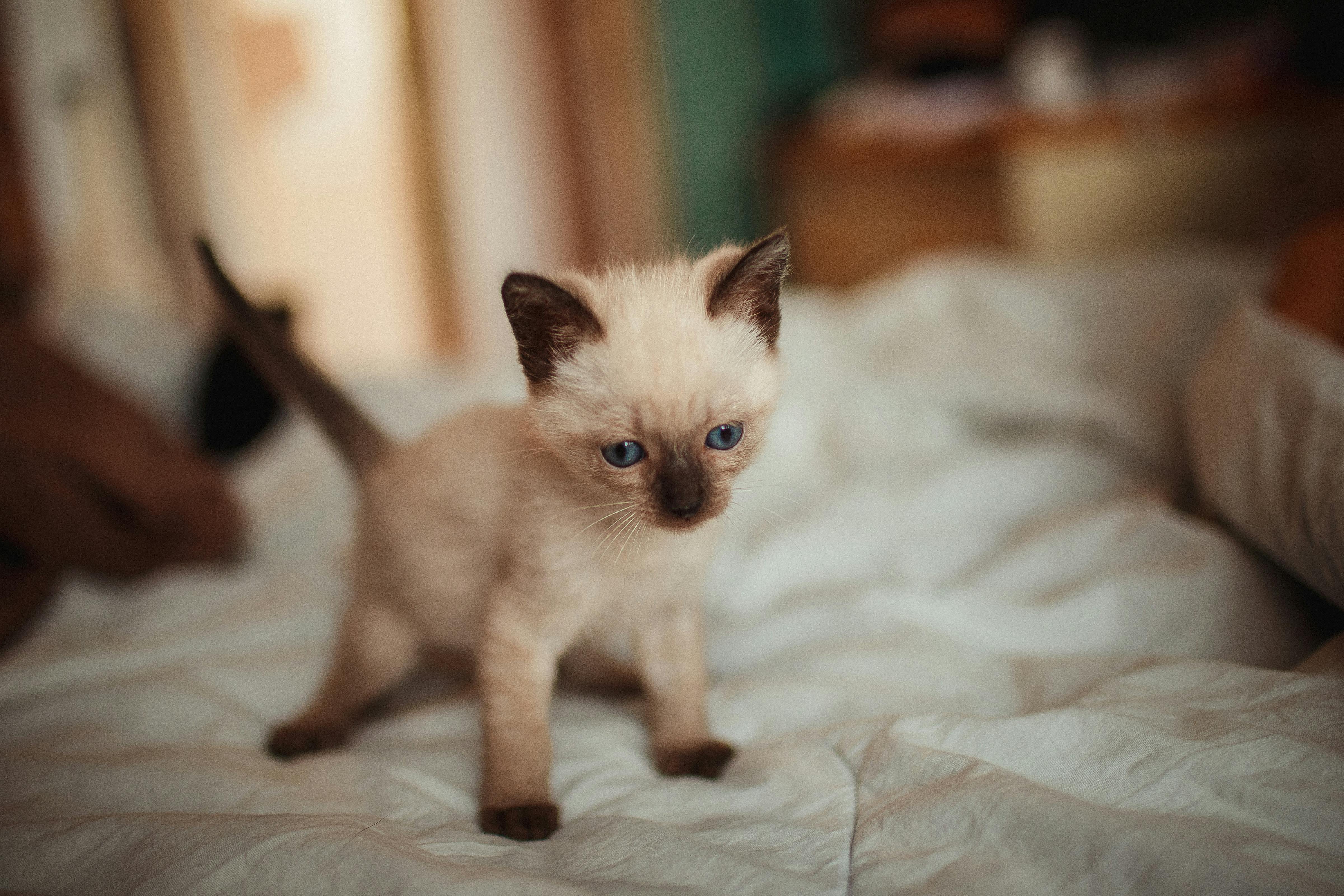 155+ Best Free Siamese Stock Photos & Images · 100% Royalty-Free HD ...
