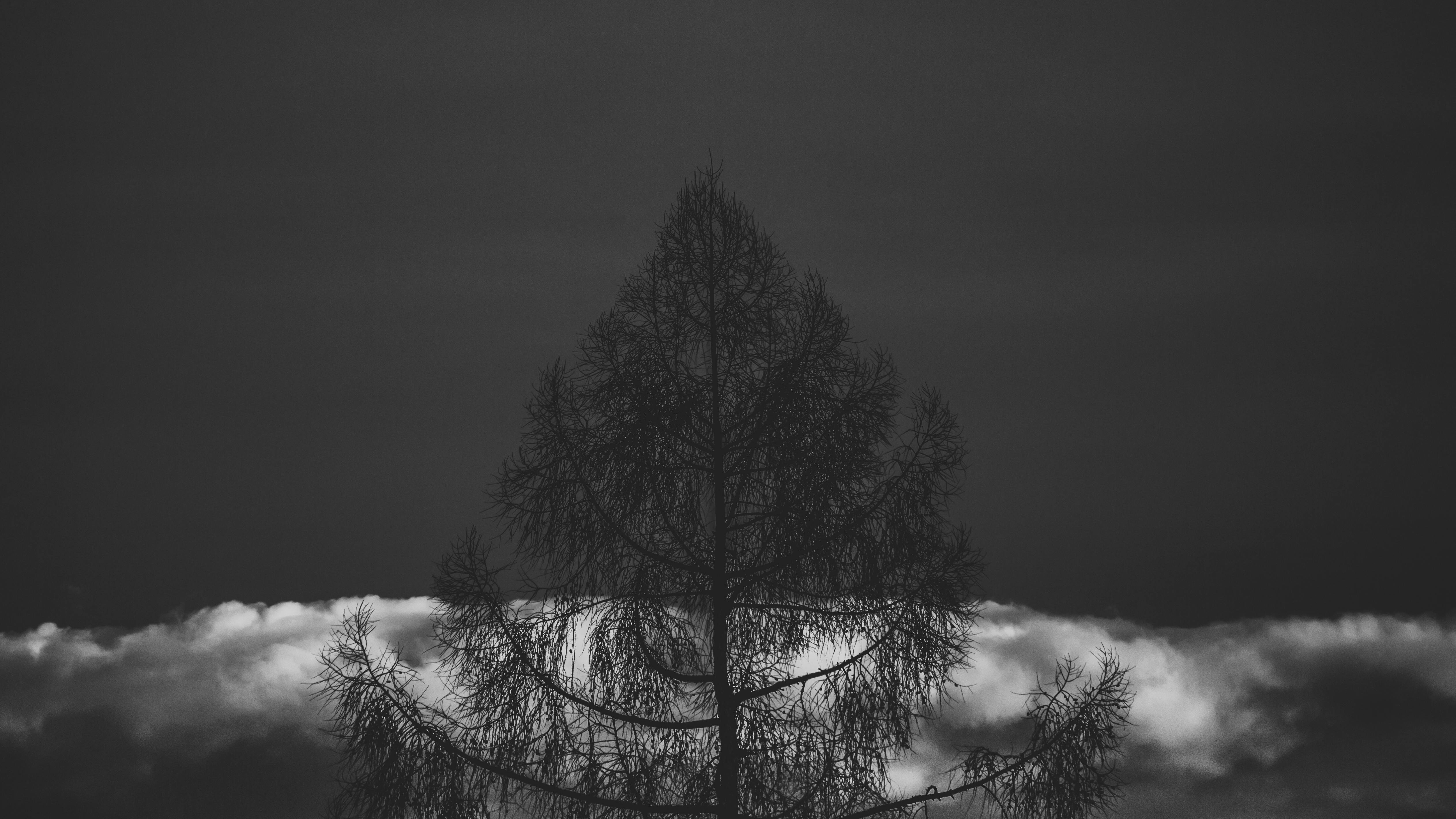 Silhouette If Tree in Grayscale Photography · Free Stock Photo
