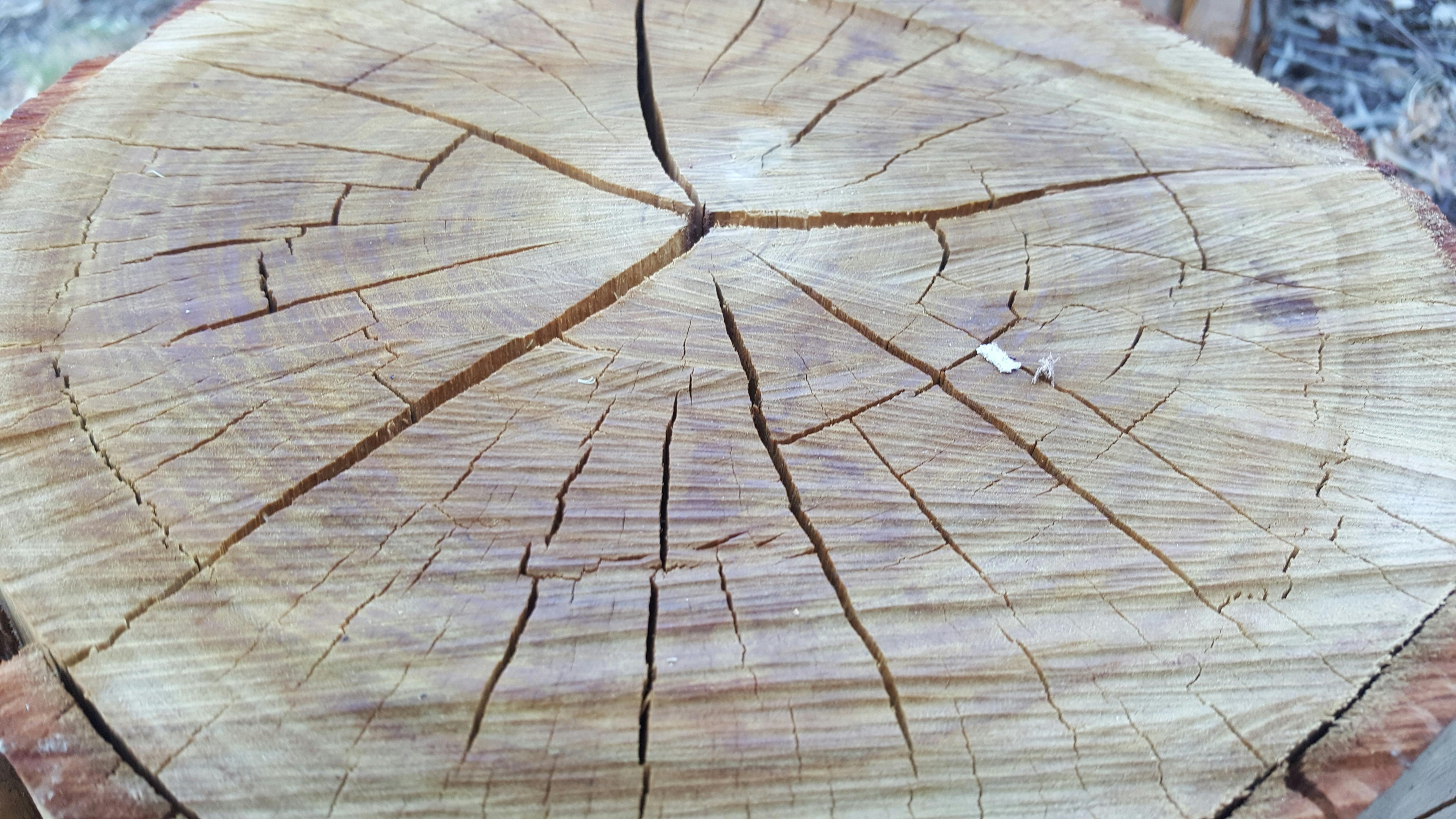 Free stock photo of chopped, cut, logs