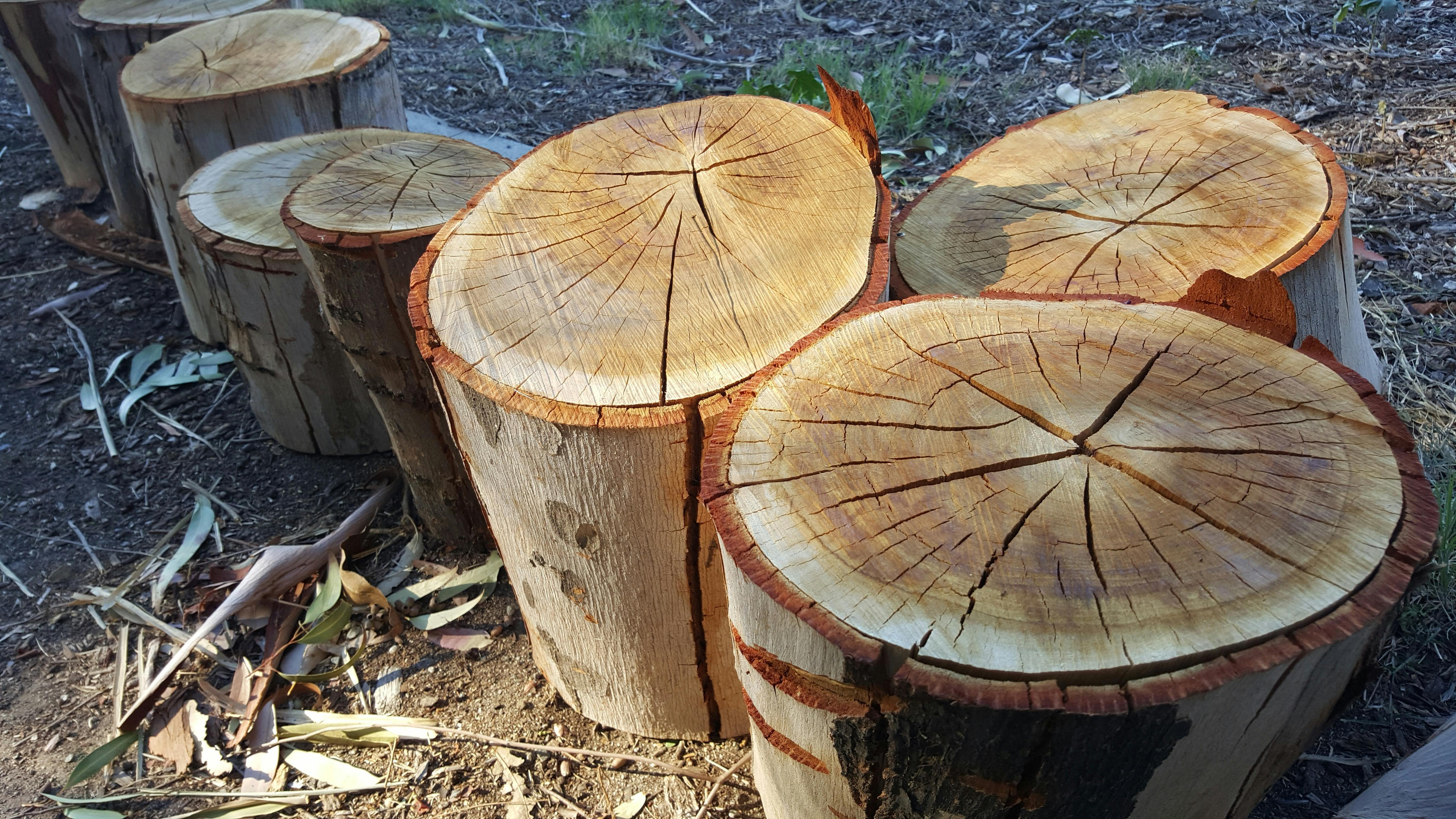 Free stock photo of chopped, cut, logs