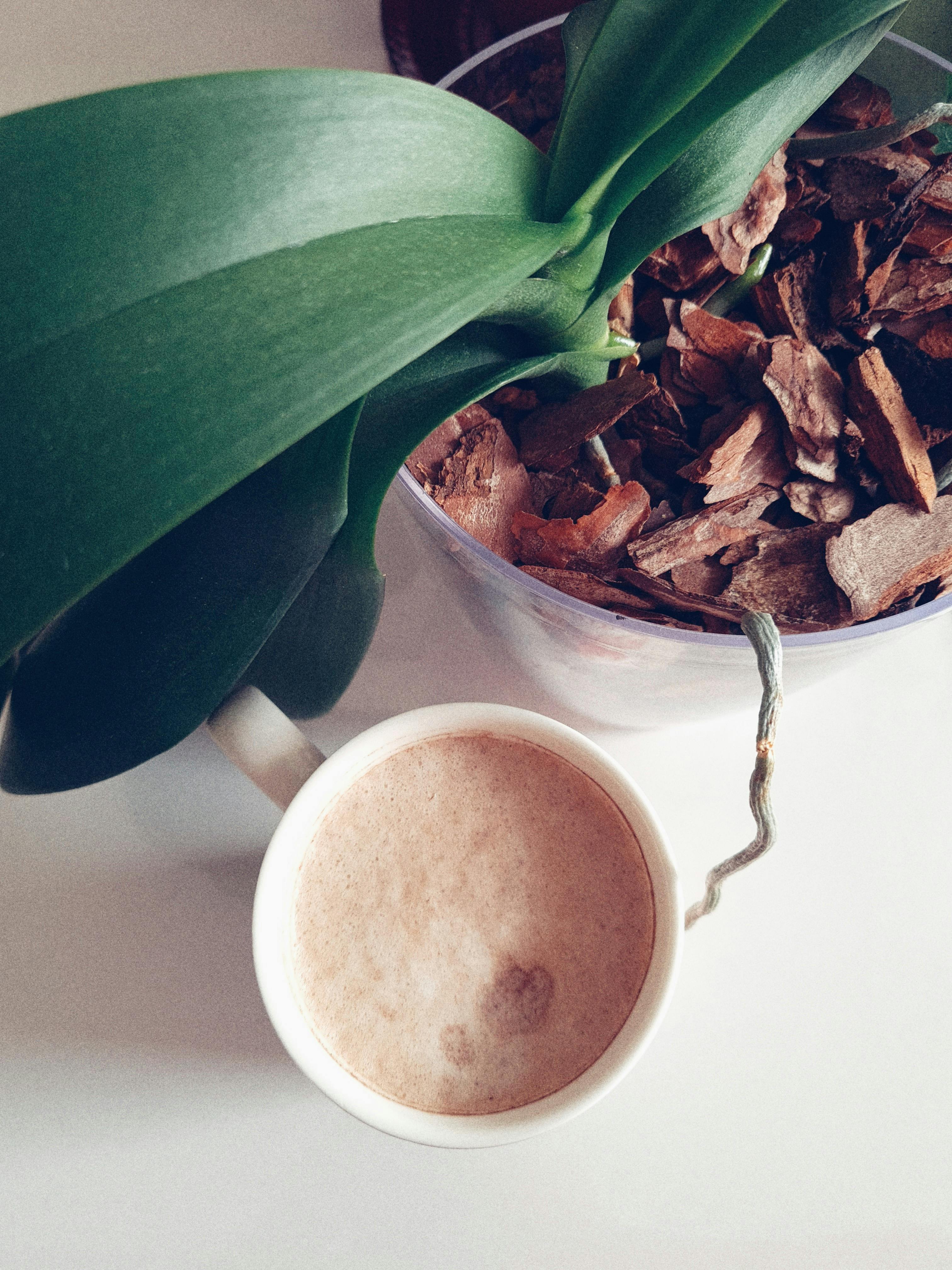 Coffee And Orchids Photos, Download The BEST Free Coffee And Orchids ...