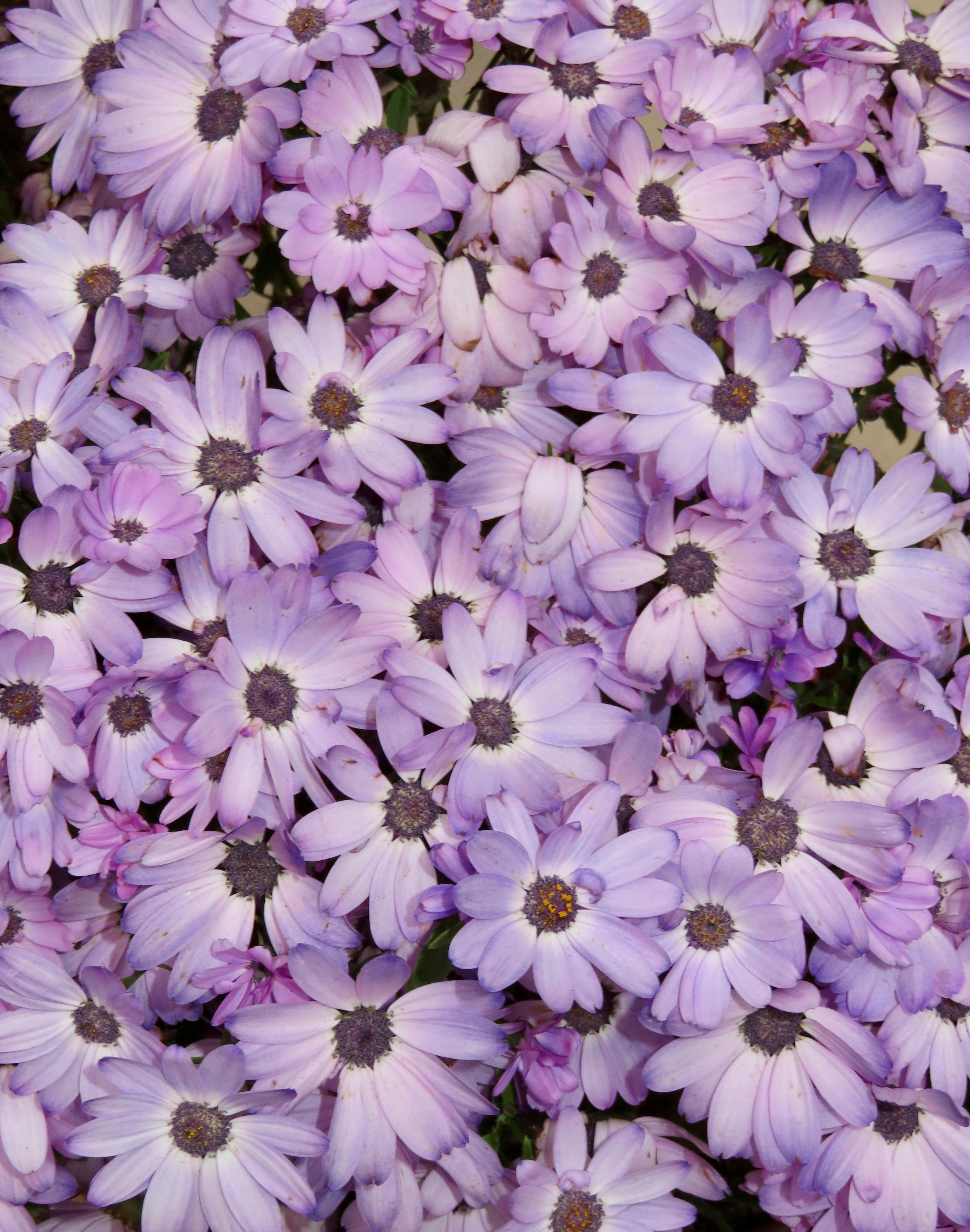 Foto de stock gratuita sobre flora, floración, flores moradas ...
