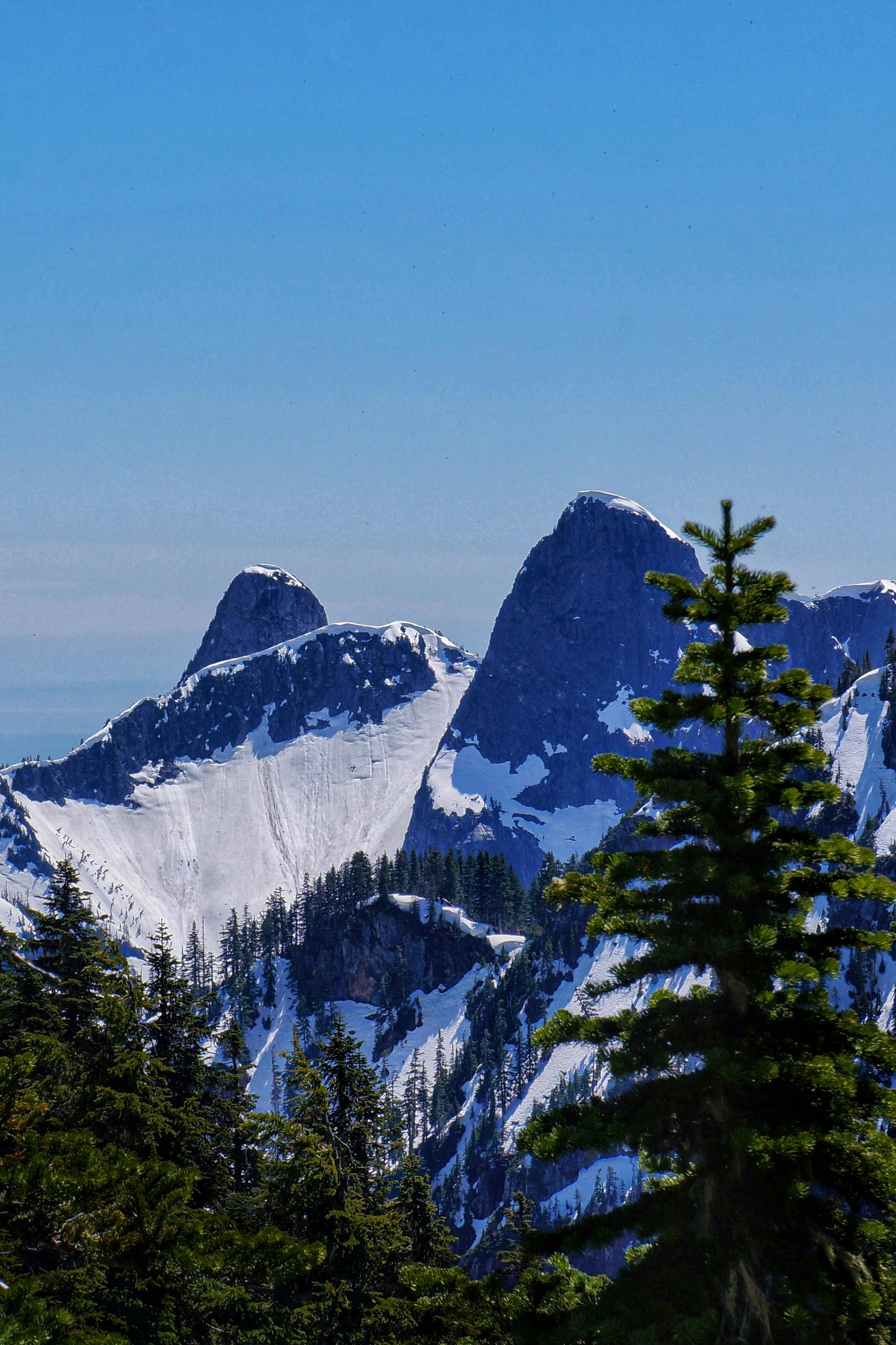 Brown Grass Covered in Snow · Free Stock Photo