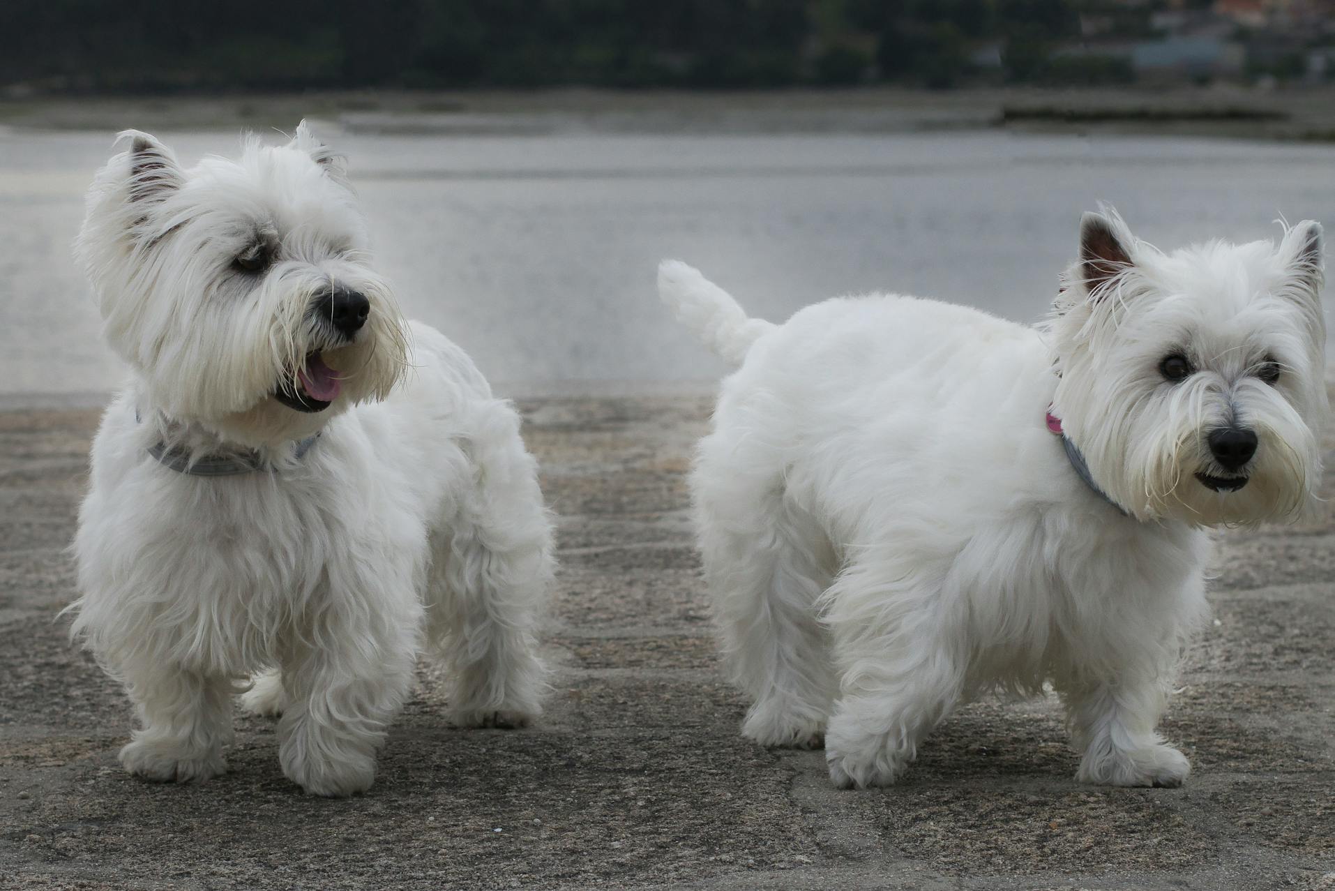 Biewer Terrier Pros and Cons: Discover the Good and Bad