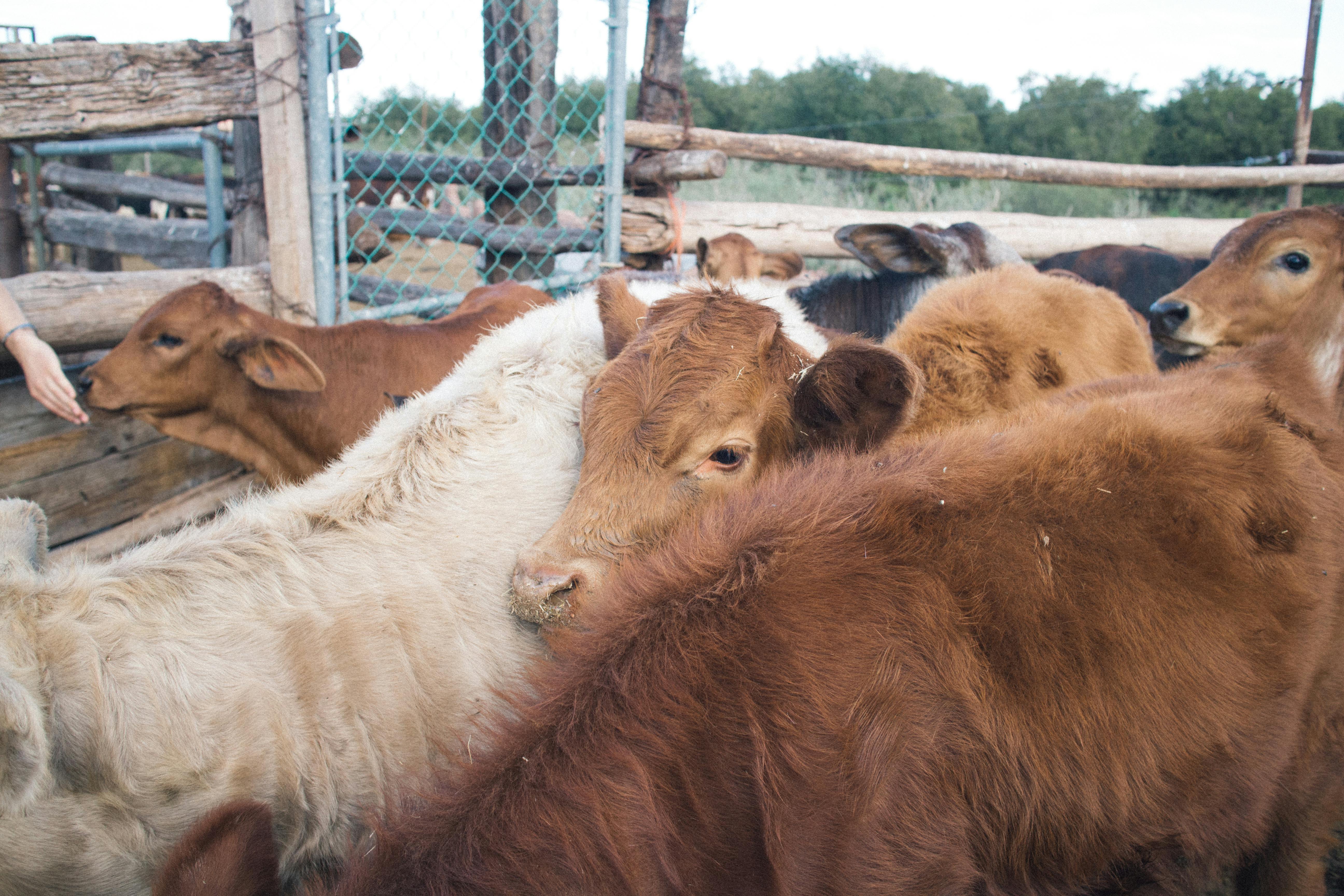 Free stock photo of animal farming, cow, farm