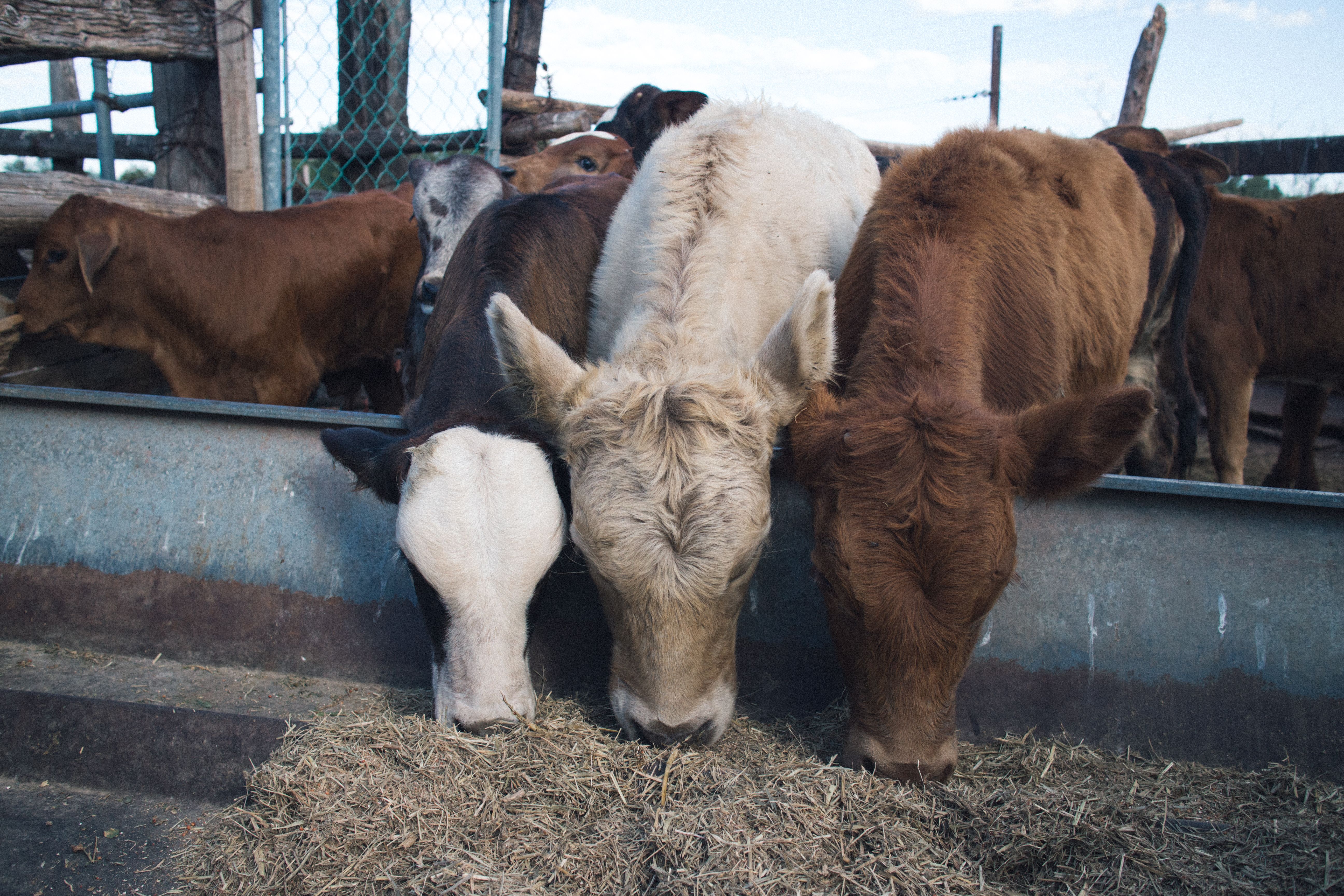 Free stock photo of animal farming, cow, farm