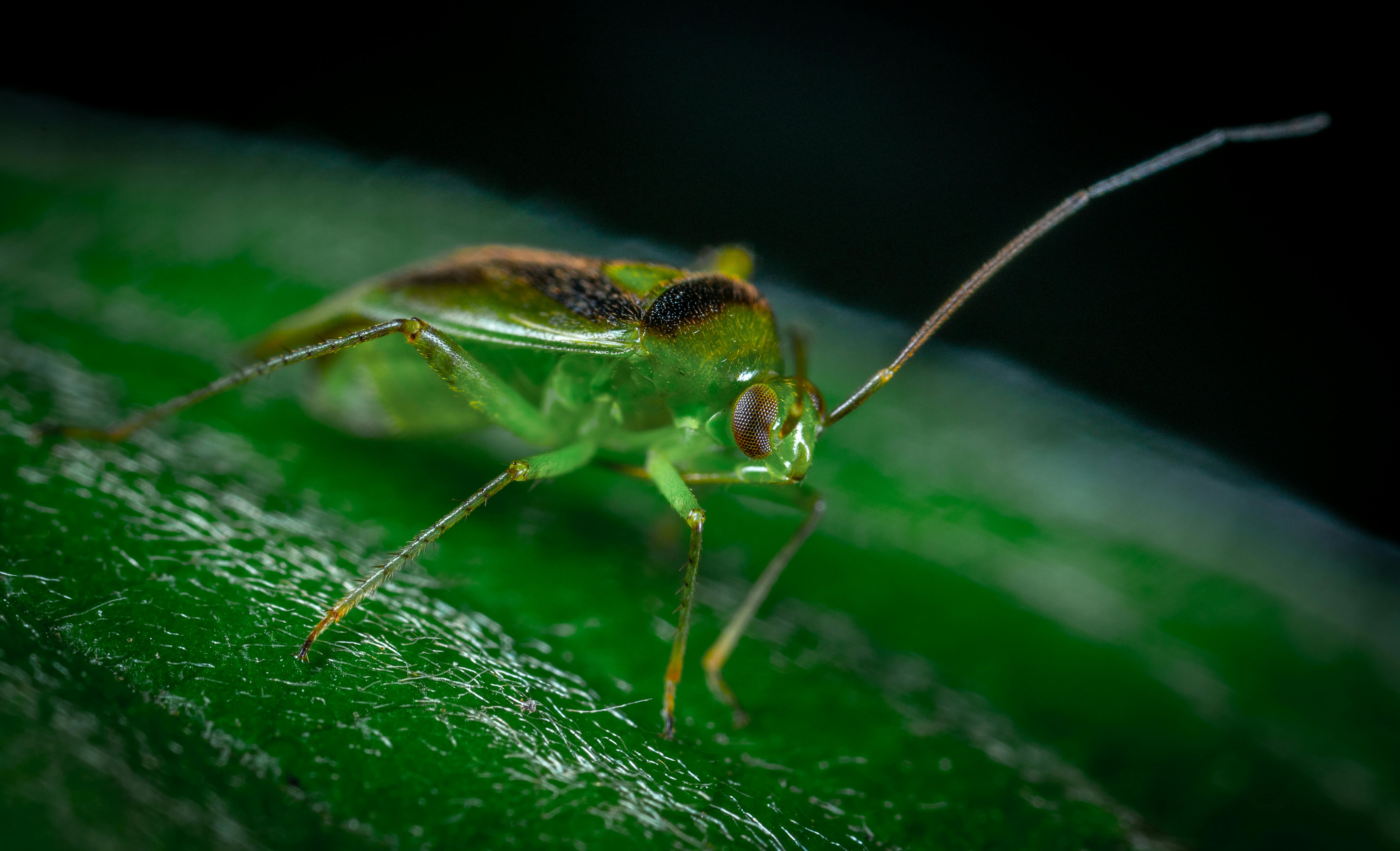 Close-up of a Green Bug · Free Stock Photo