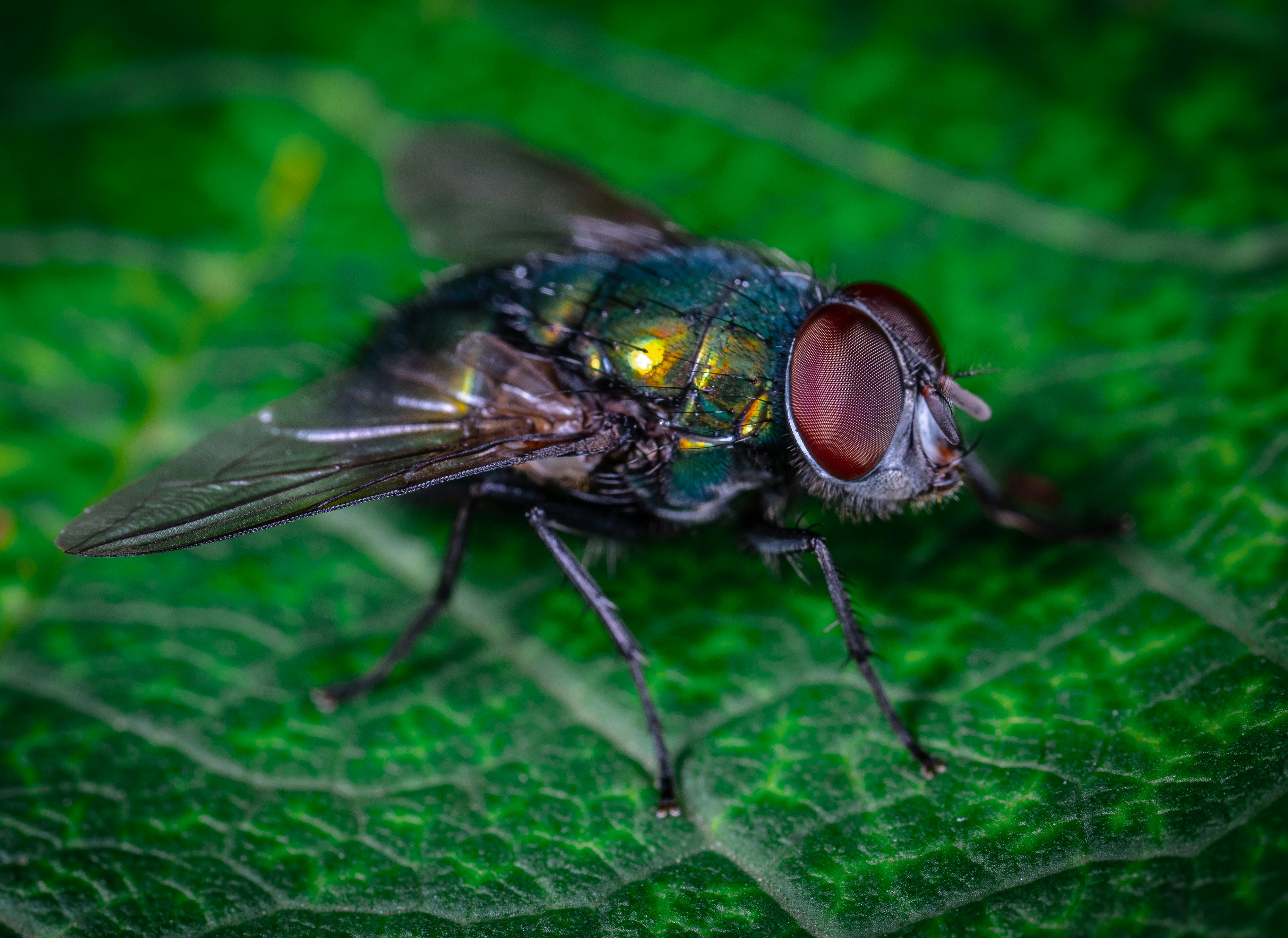 Green Cocoons on Tree Branch · Free Stock Photo