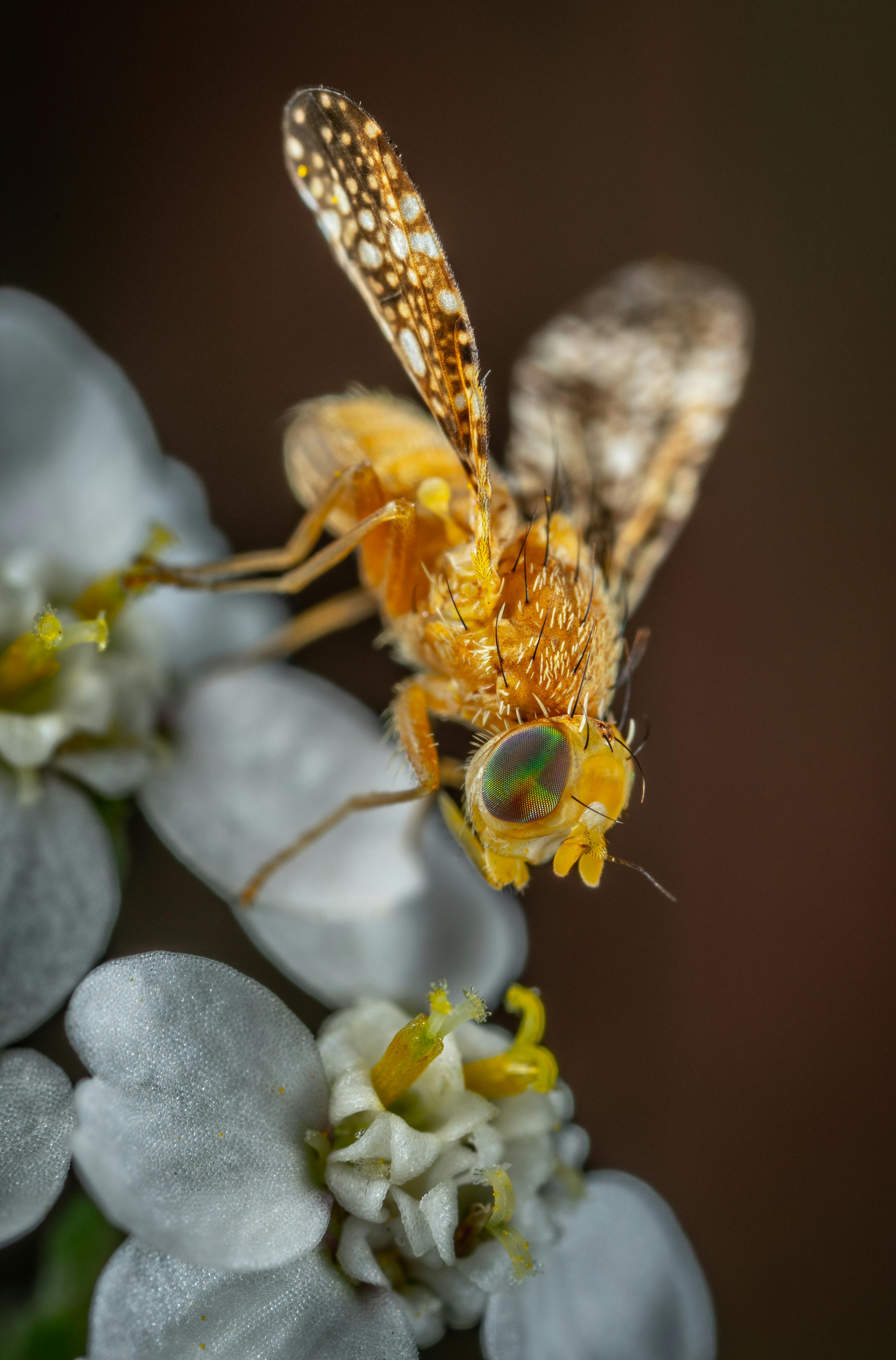 Parasite Photos, Download The BEST Free Parasite Stock Photos & HD Images