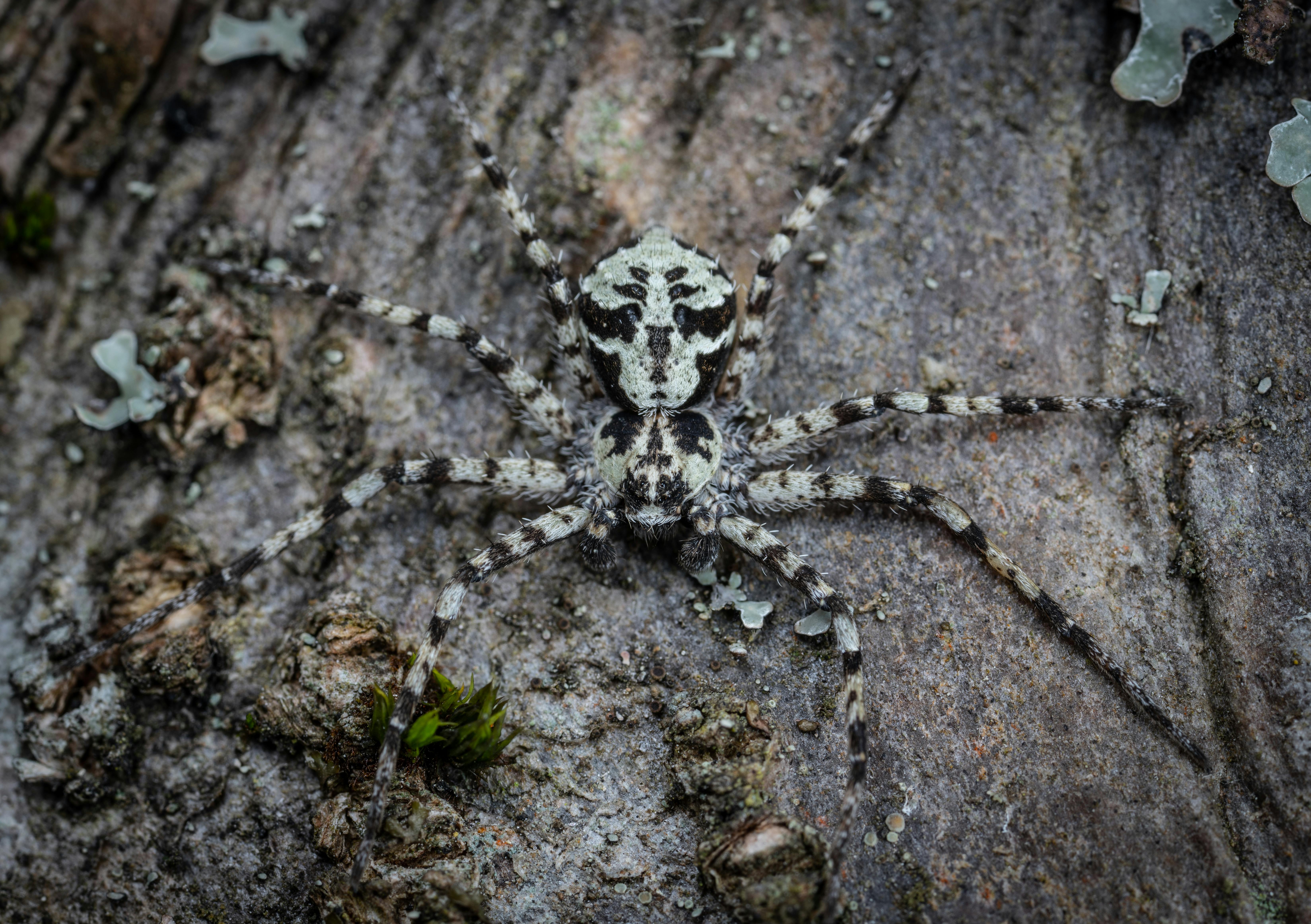 Black and White Spider on Tree Trunk · Free Stock Photo