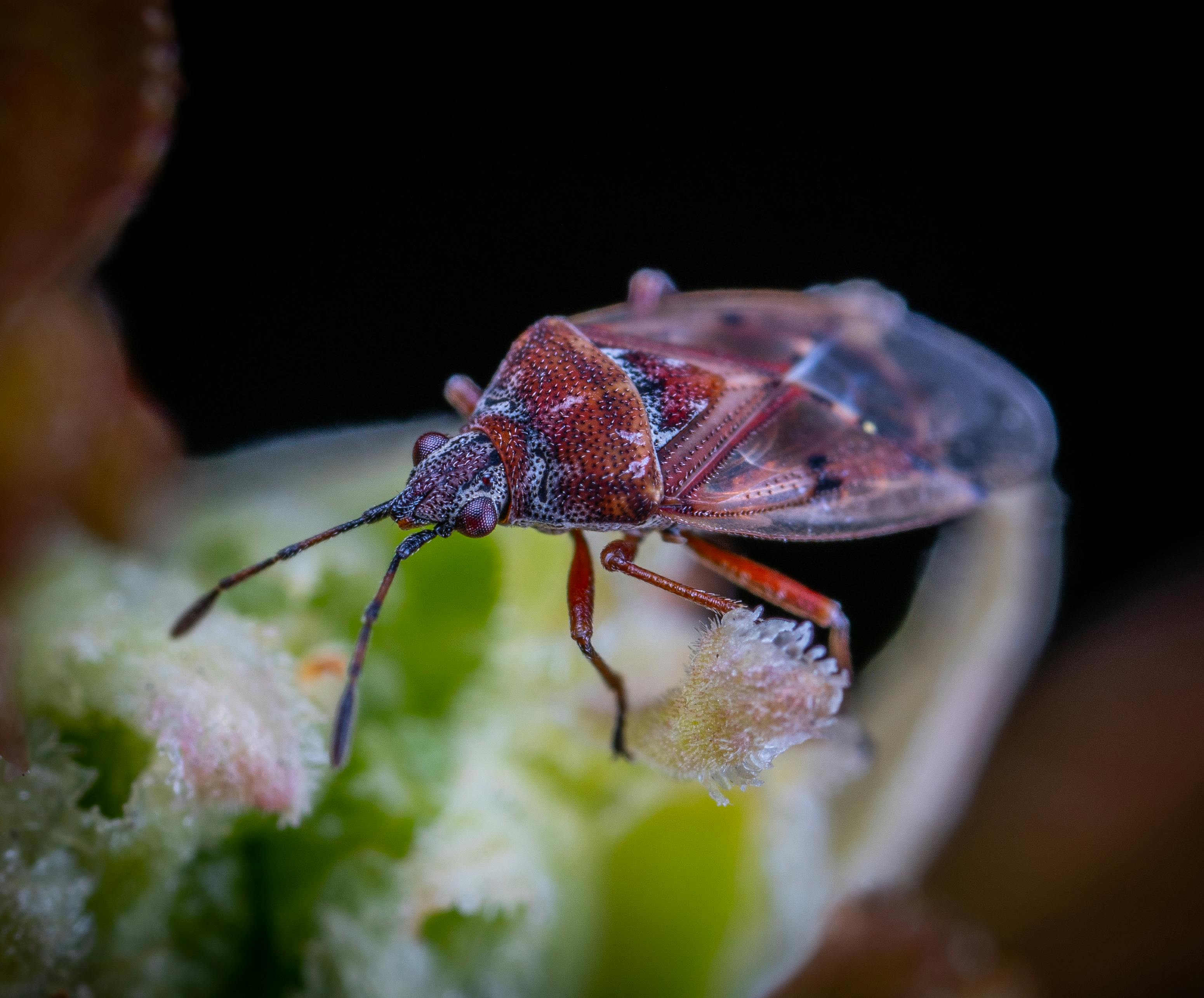 Close Up of Beetle on Plant · Free Stock Photo