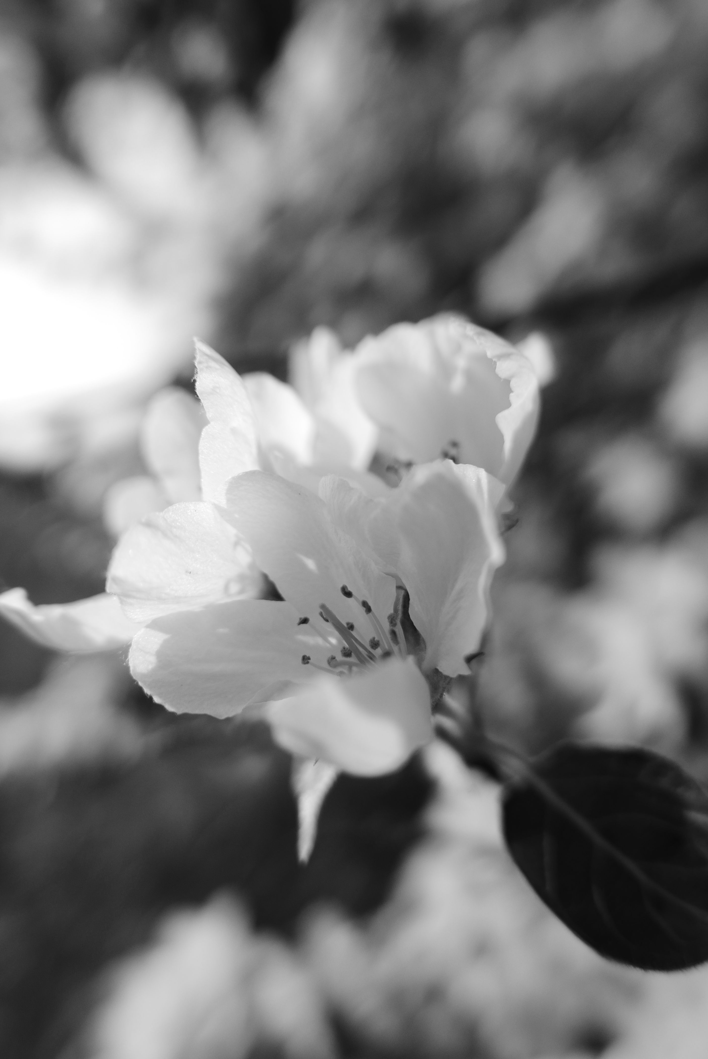 Floating Cotton Flowers in the Air · Free Stock Photo