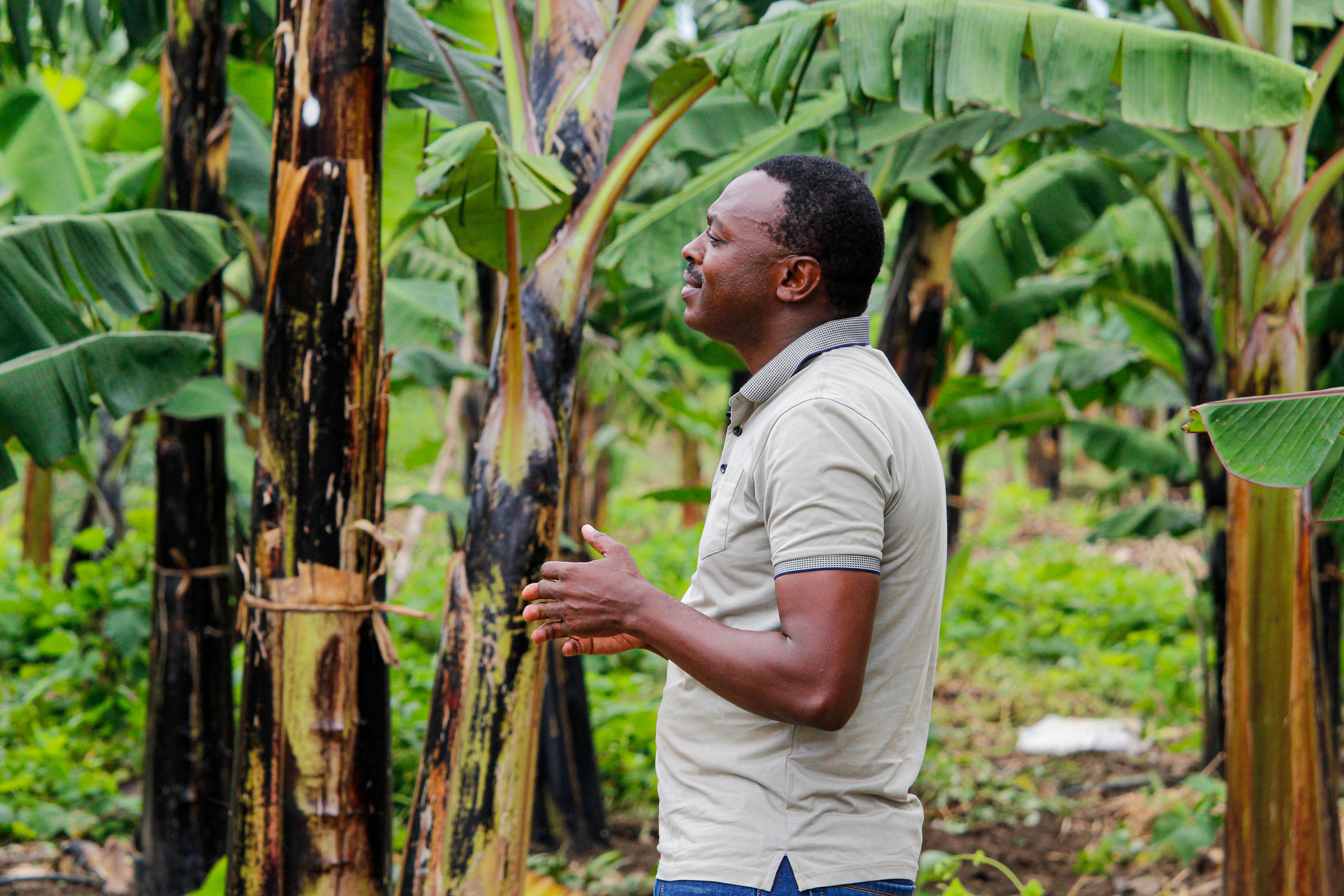 Man Standing Near Banana Trees · Free Stock Photo