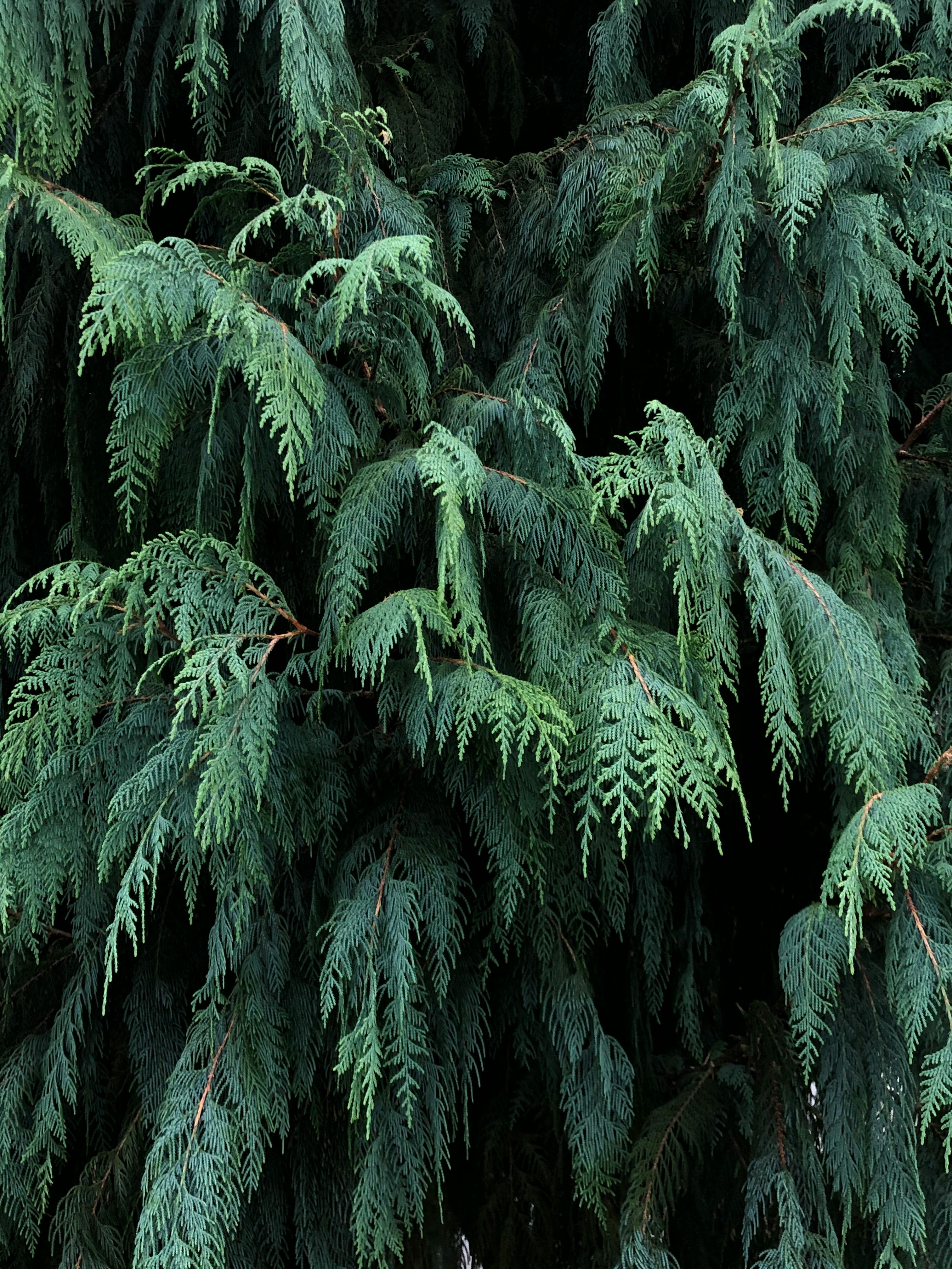 Woman among leaves in forest · Free Stock Photo