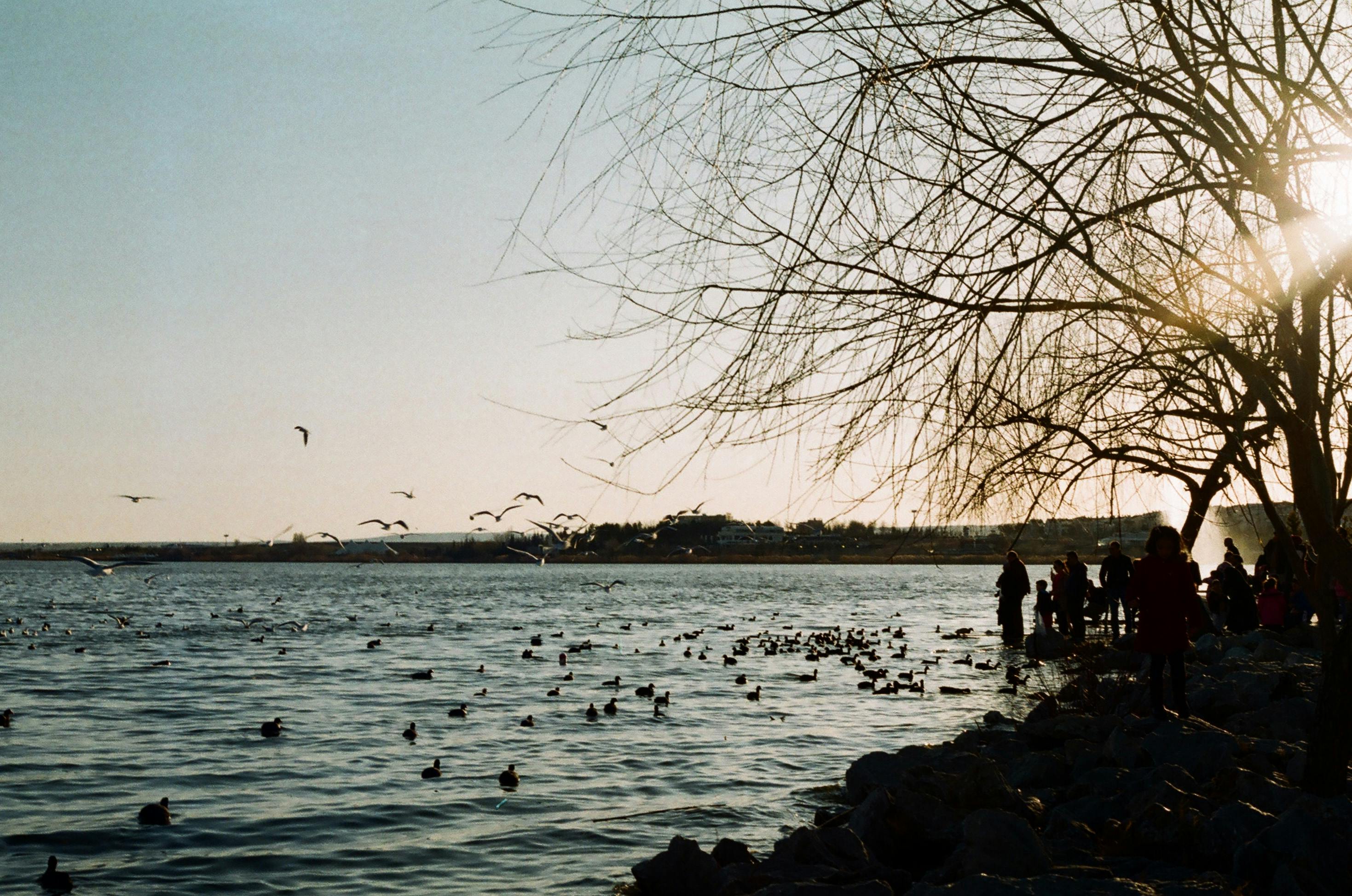 Birds Flying From Tree Photos, Download The BEST Free Birds Flying From ...